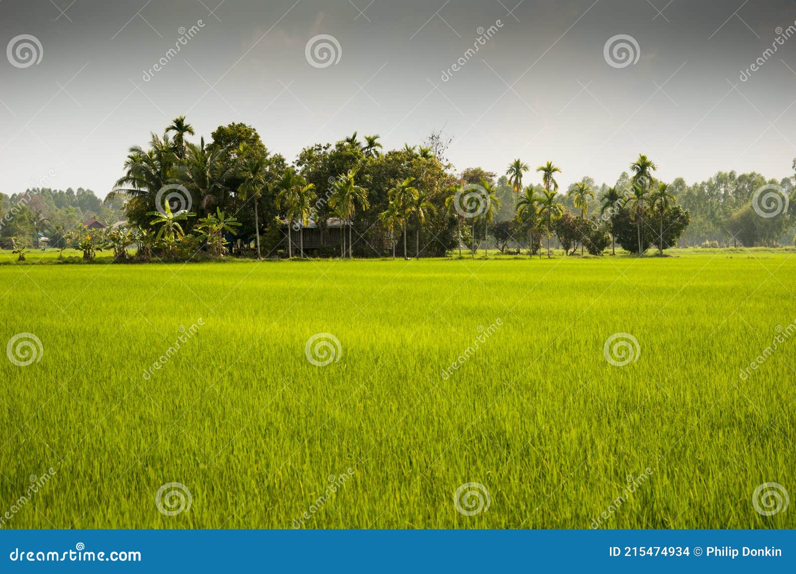Rice Paddy Fields Asia Farming and Agriculture Stock Photo - Image of ...