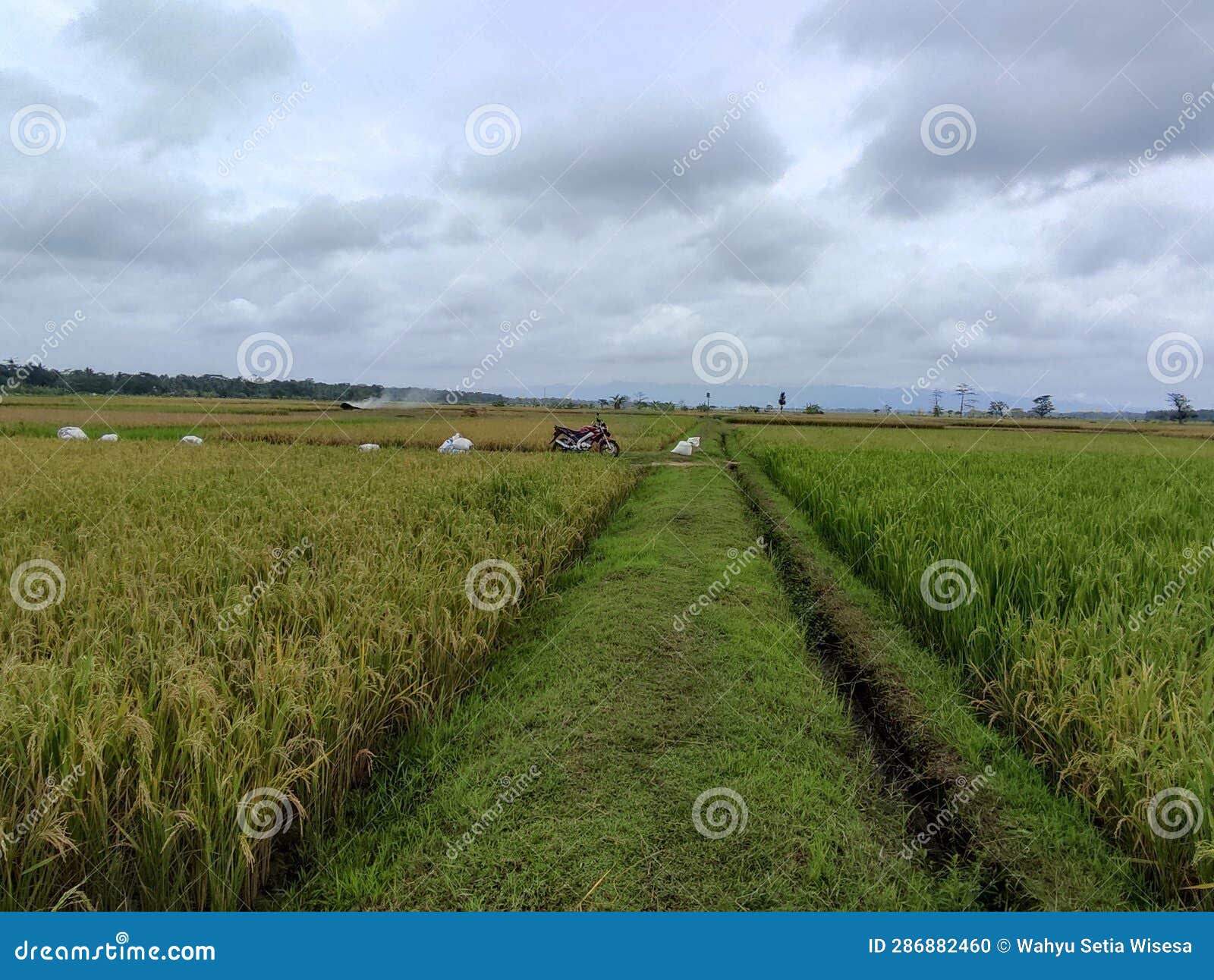 Rice paddy fields cloudy stock photo. Image of rice - 286882460