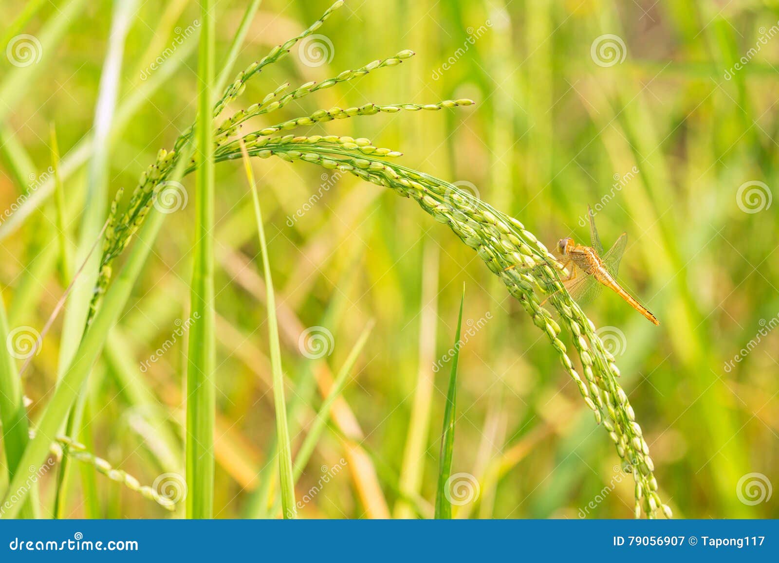 Rice paddy stock image. Image of beautiful, paddy, green - 79056907
