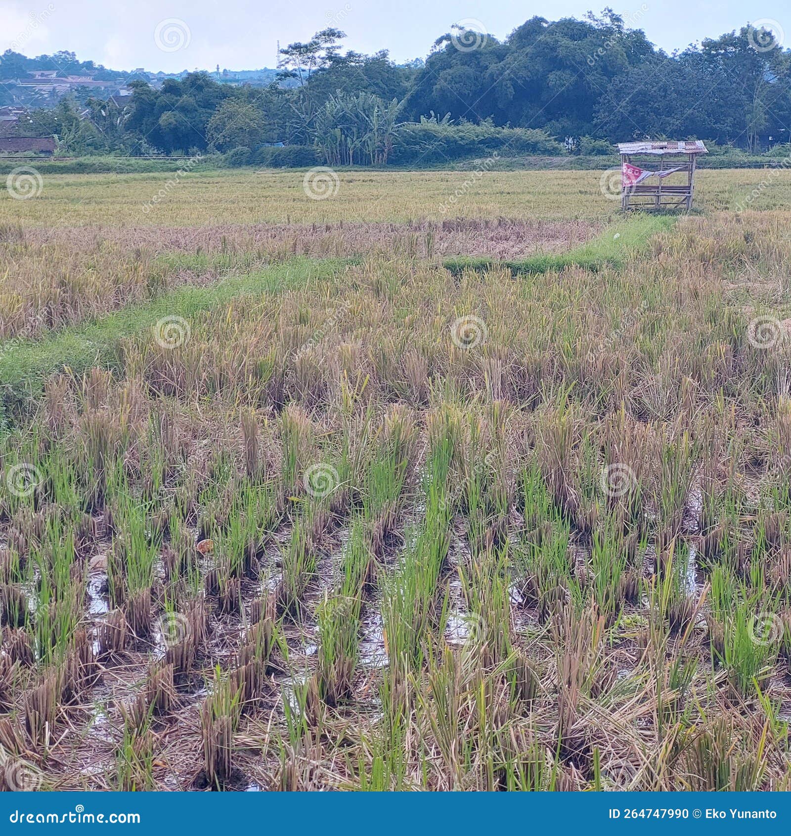 Rice in Paddy Fields that Have Been Harvested Stock Photo - Image of ...