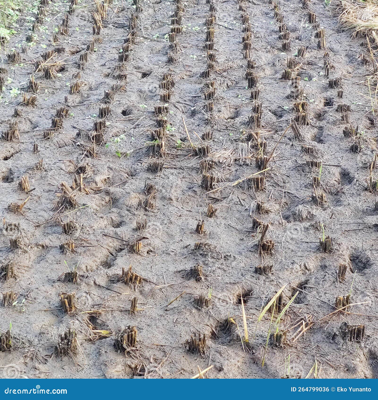 Rice in Paddy Fields that Have Been Harvested Stock Photo - Image of ...