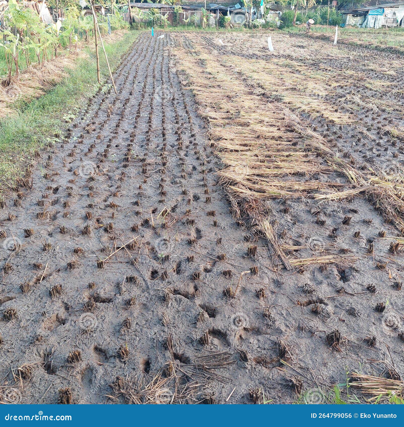 Rice in Paddy Fields that Have Been Harvested Stock Photo - Image of ...
