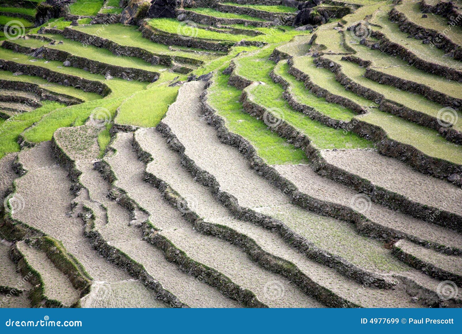 Rice Paddy Fields in the Himalayan Stock Image - Image of harvest, land ...