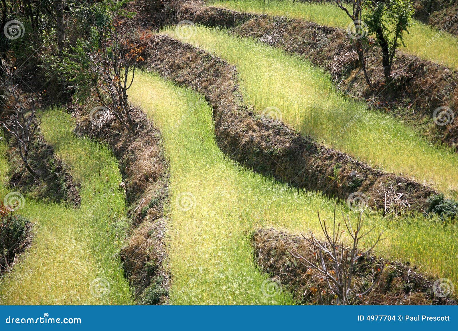 Rice Paddy Fields in the Himalayan Stock Photo - Image of grow, asia ...