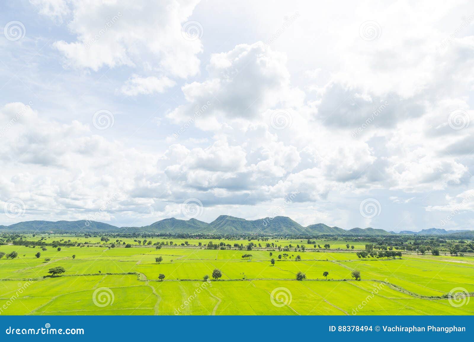Wide rice fields stock photo. Image of field, nature - 88378494