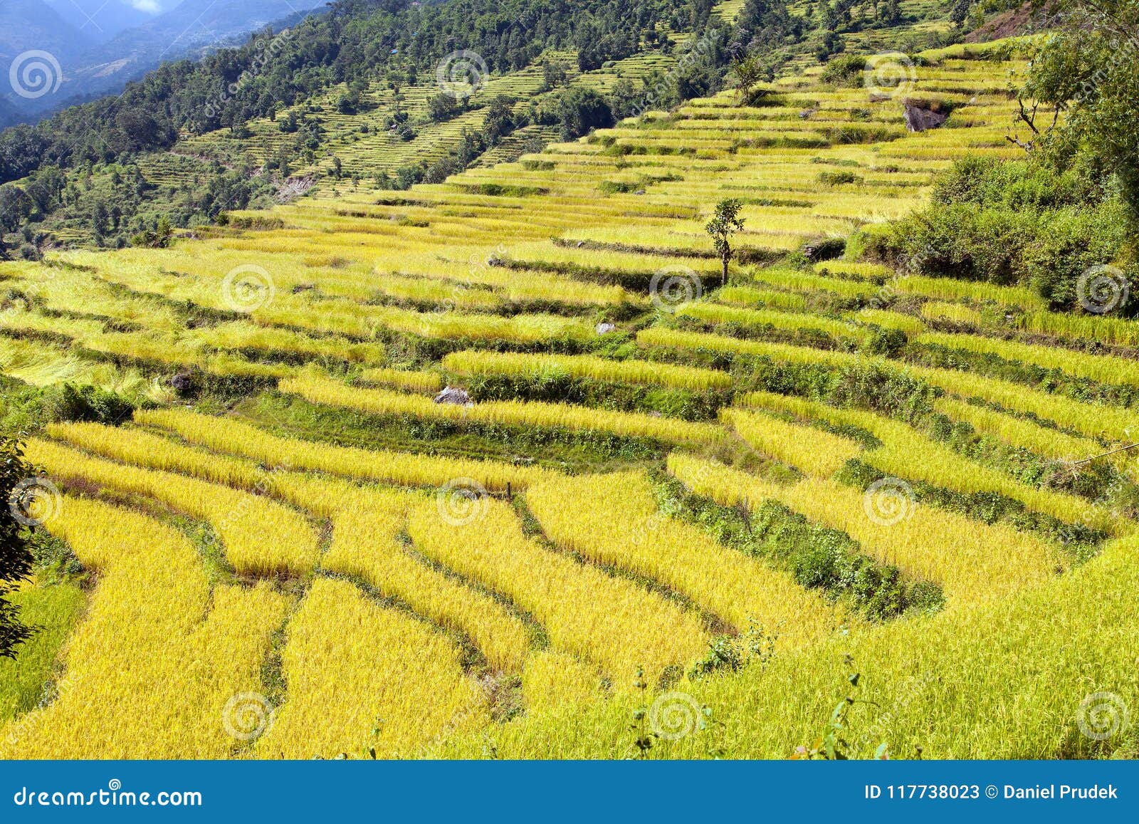 Rice or Paddy Fields in Nepal Himalayas Stock Image - Image of cereal ...