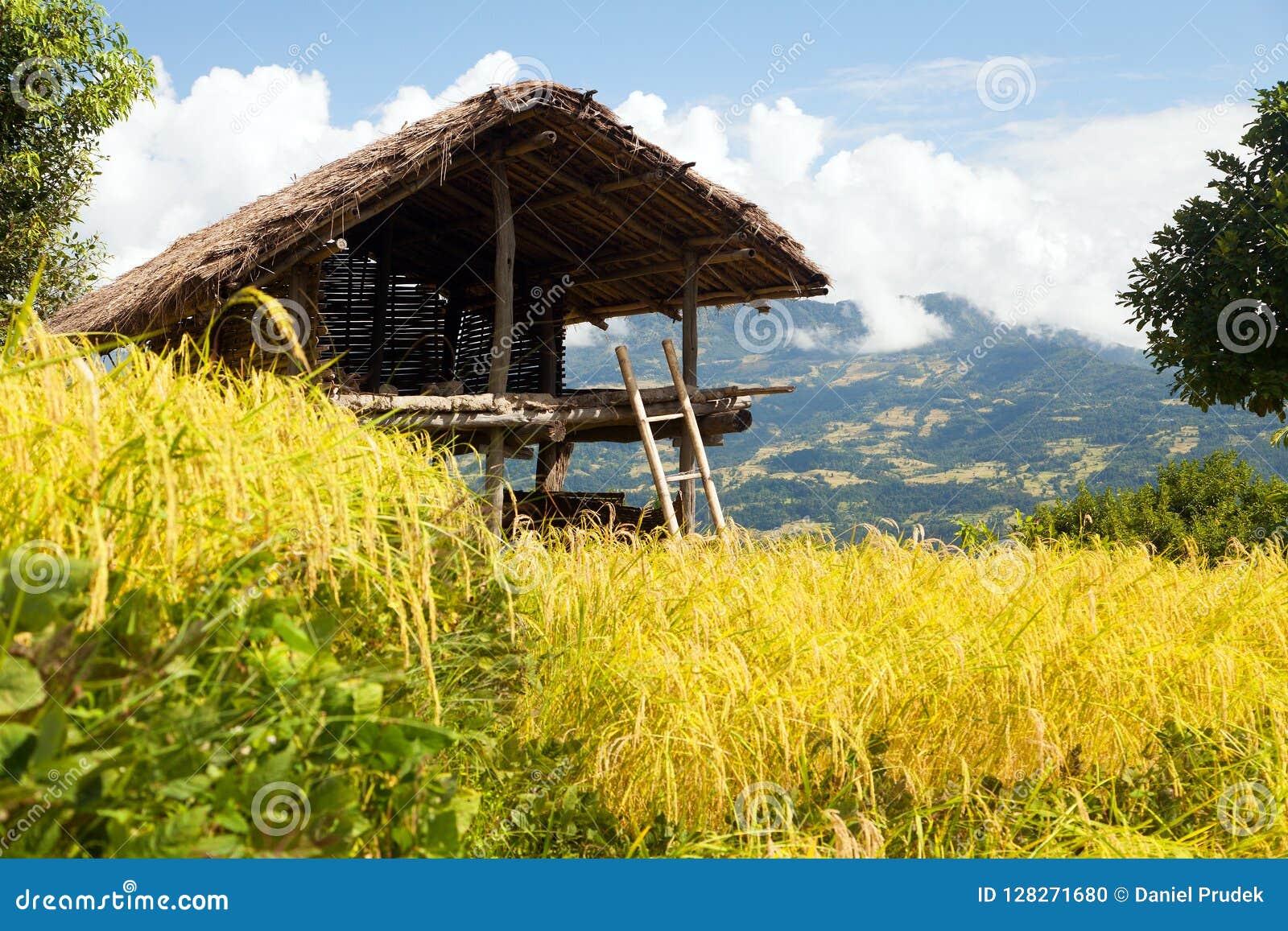 Rice or Paddy Fields in Nepal Himalayas Stock Photo - Image of ...
