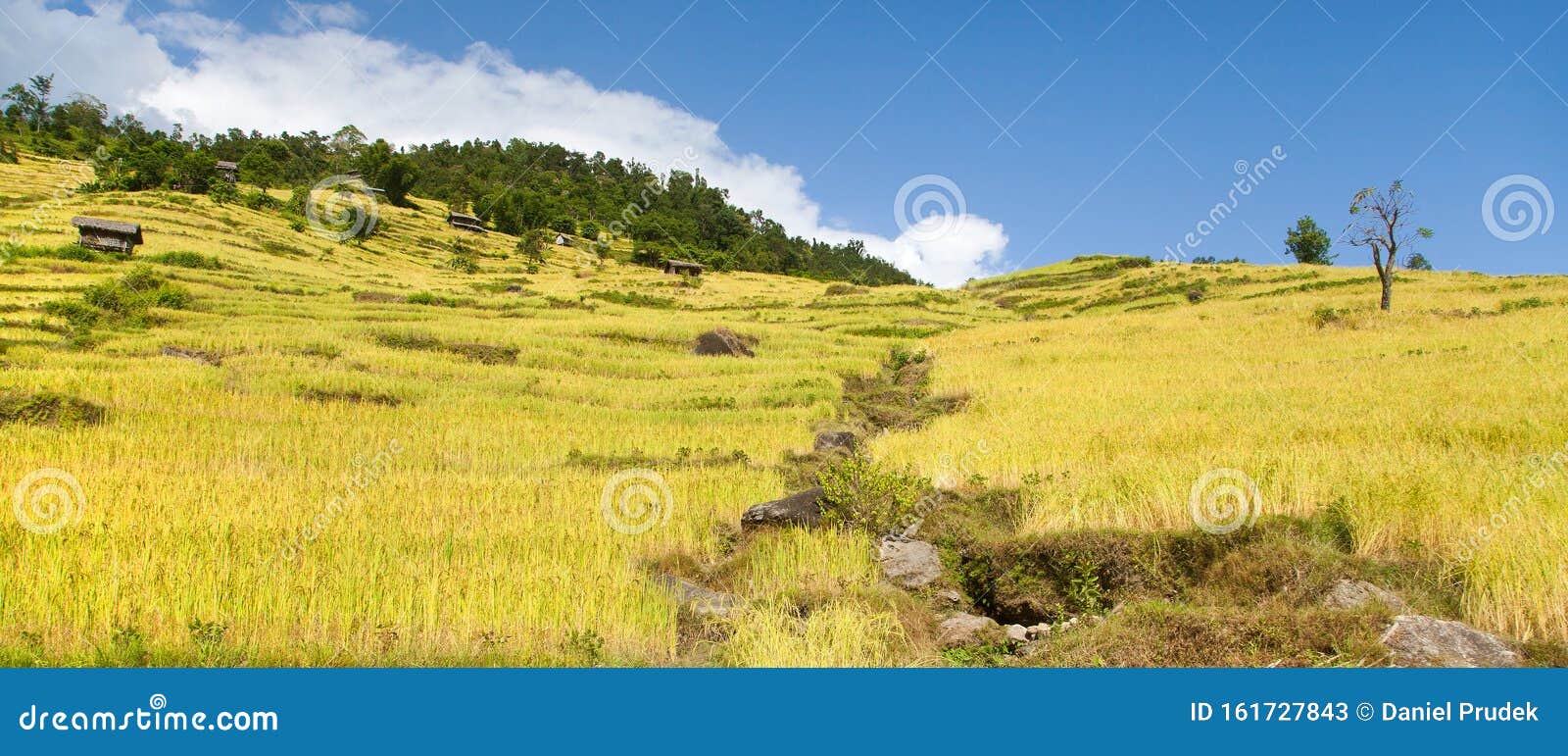 Rice or Paddy Fields in Nepal Himalayas Mountains Stock Image - Image ...