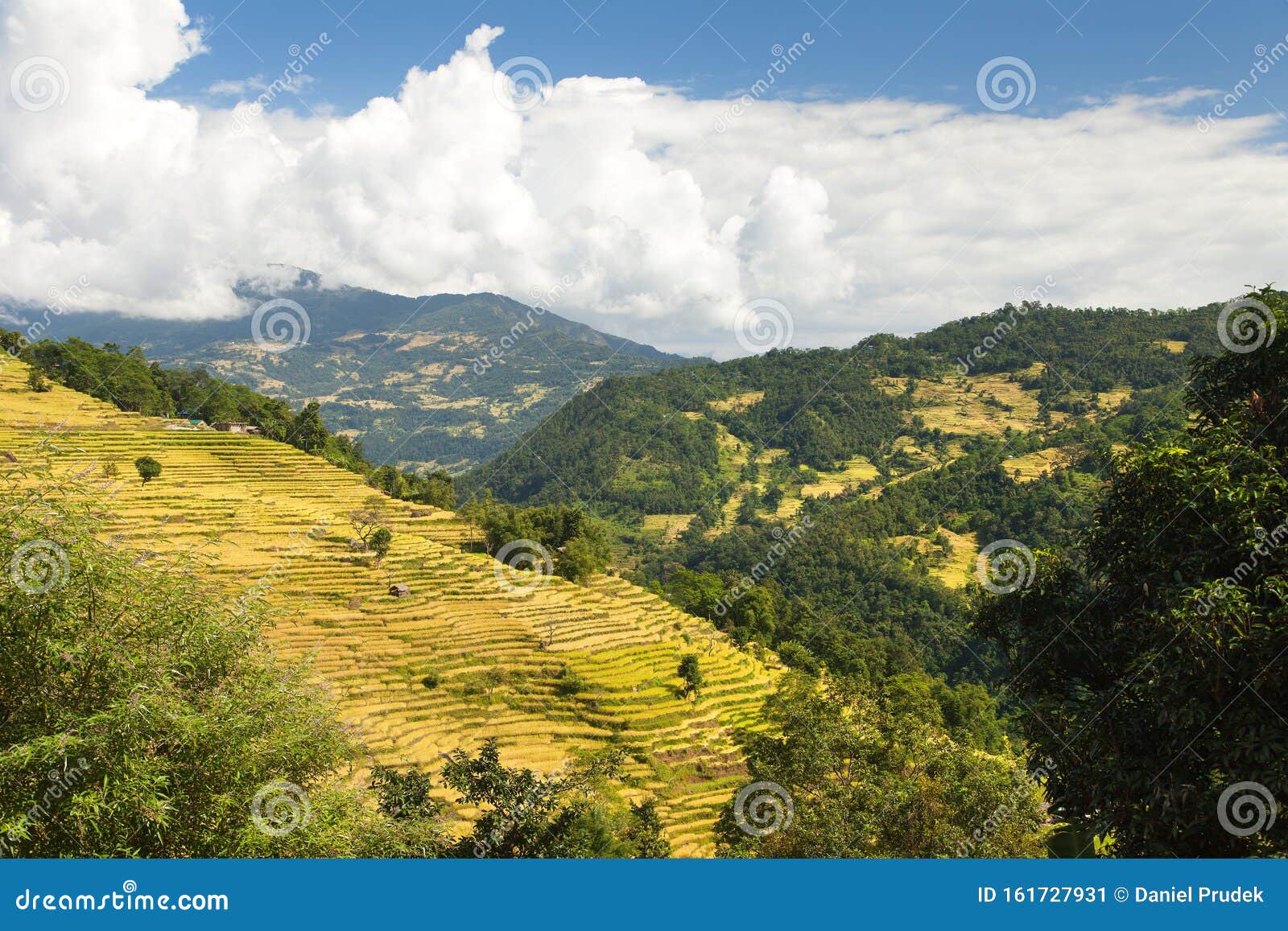 Rice or Paddy Fields in Nepal Himalayas Mountains Stock Image - Image ...