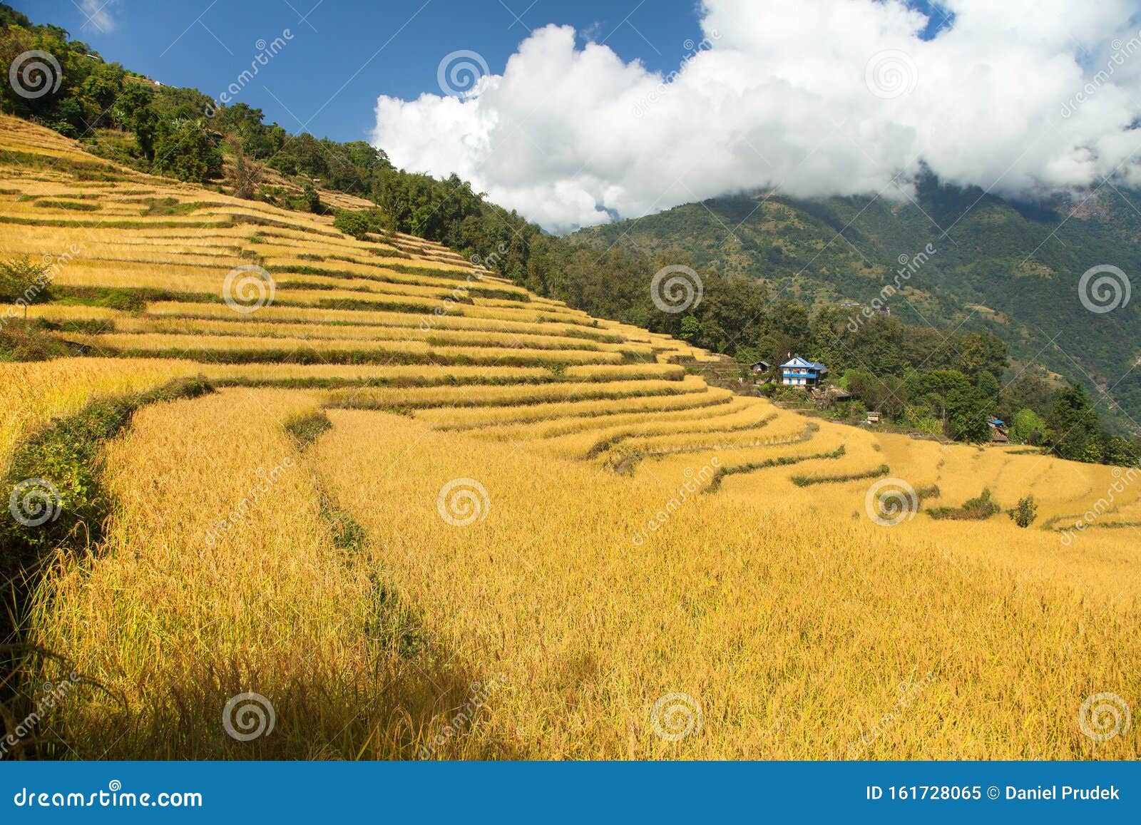 Rice or Paddy Fields in Nepal Himalayas Mountains Stock Image - Image ...