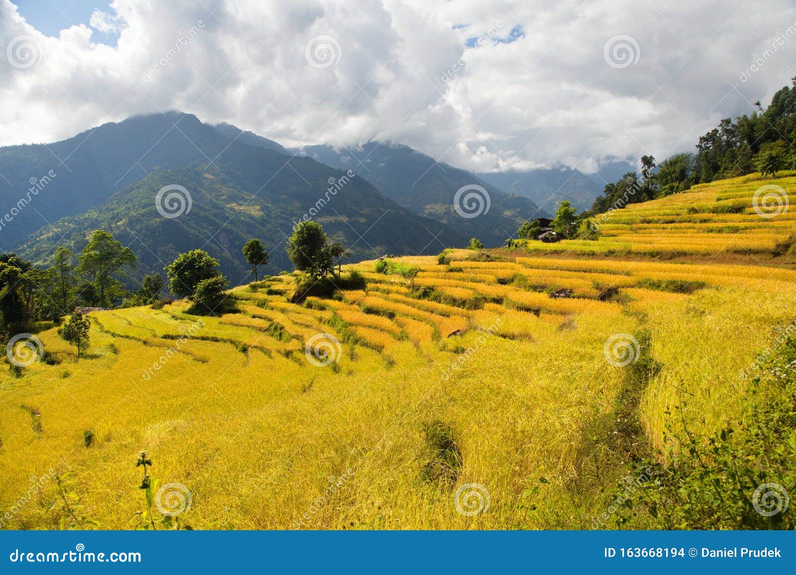 Rice or Paddy Fields in Nepal Himalayas Mountains Stock Photo - Image ...