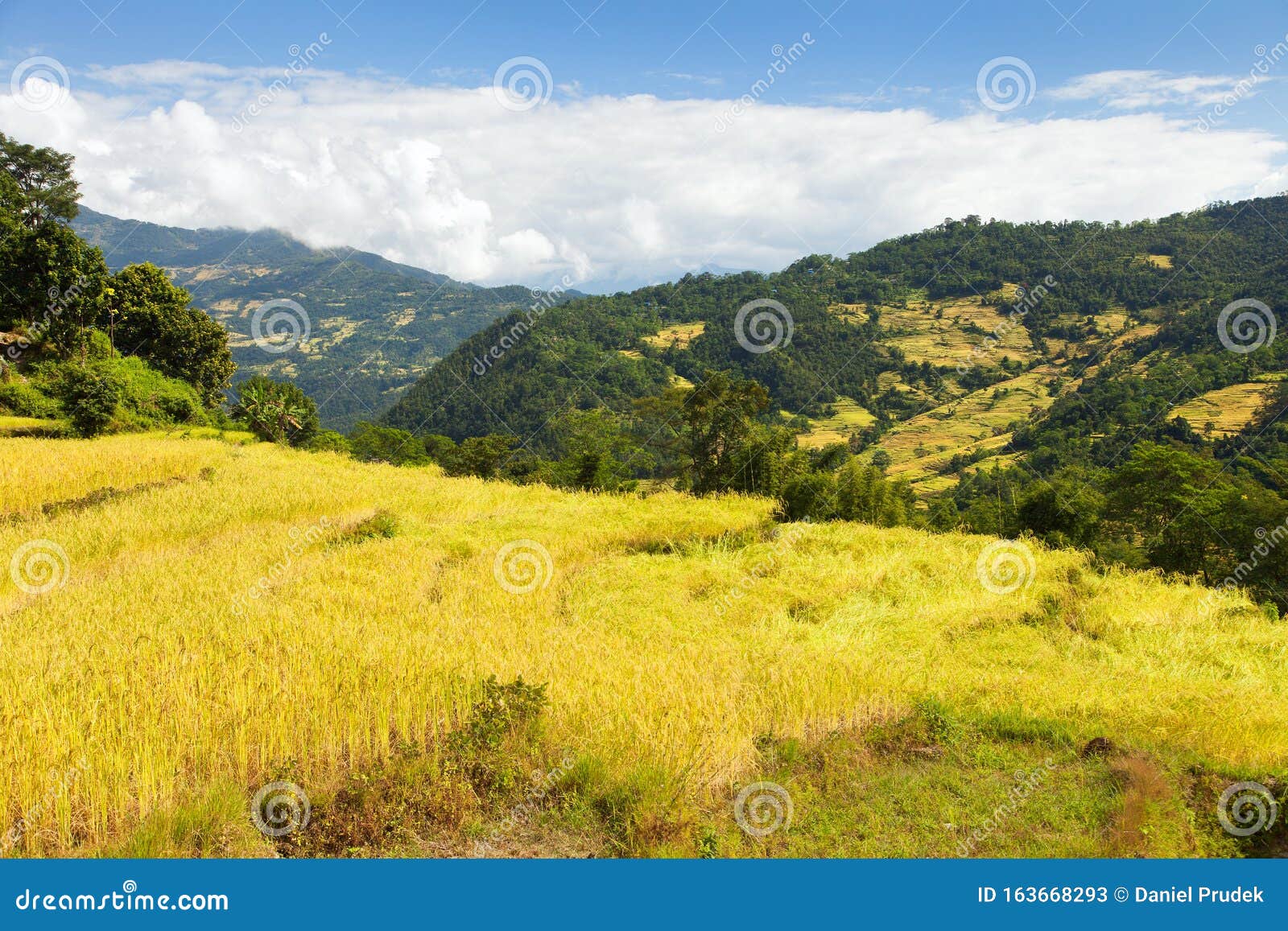 Rice or Paddy Fields in Nepal Himalayas Mountains Stock Image - Image ...