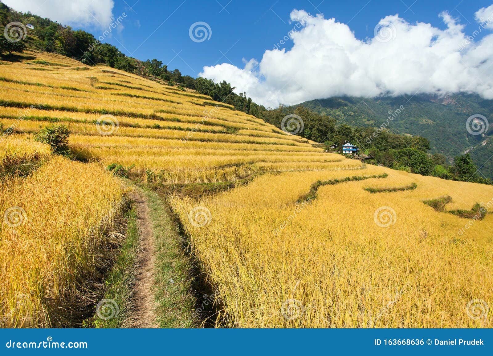 Rice or Paddy Fields in Nepal Himalayas Mountains Stock Photo - Image ...