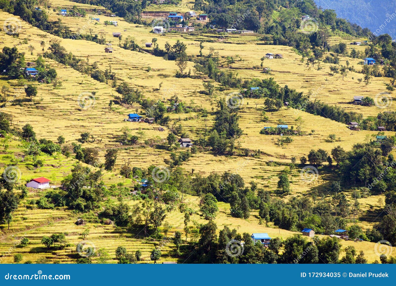Rice or Paddy Fields in Nepal Himalayas Mountains Stock Image - Image ...