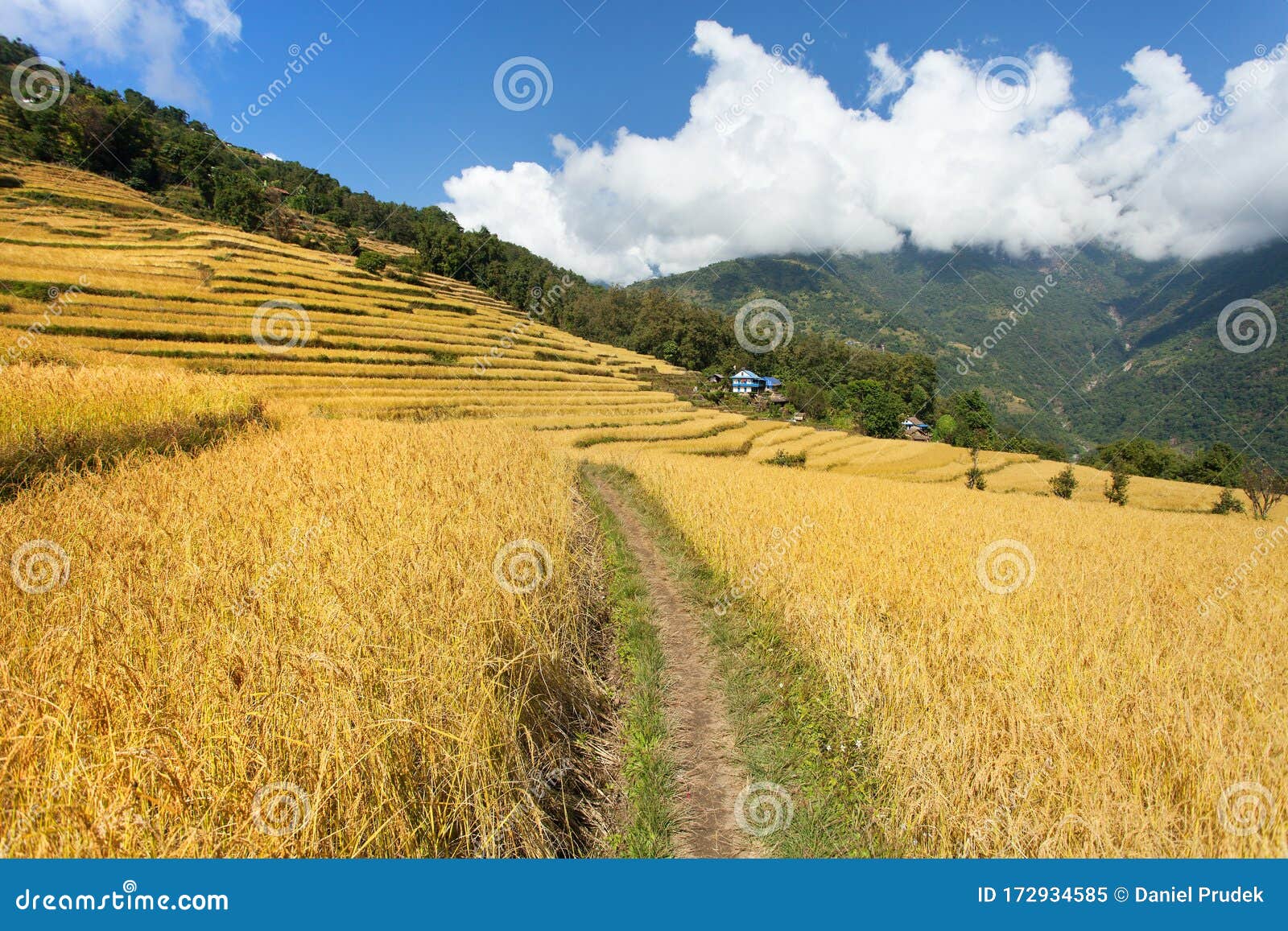 Rice or Paddy Fields in Nepal Himalayas Mountains Stock Image - Image ...