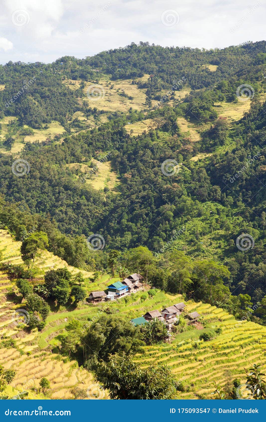 Rice or Paddy Fields in Nepal Himalayas Mountains Stock Image - Image ...