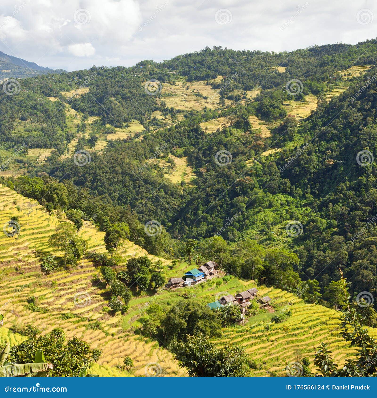Rice or Paddy Fields in Nepal Himalayas Mountains Stock Photo - Image ...