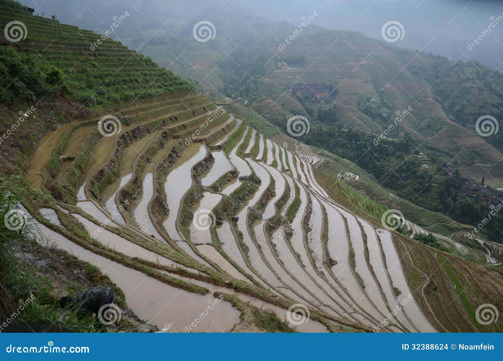 Rice paddy fields terraces stock photo. Image of growth - 32388624