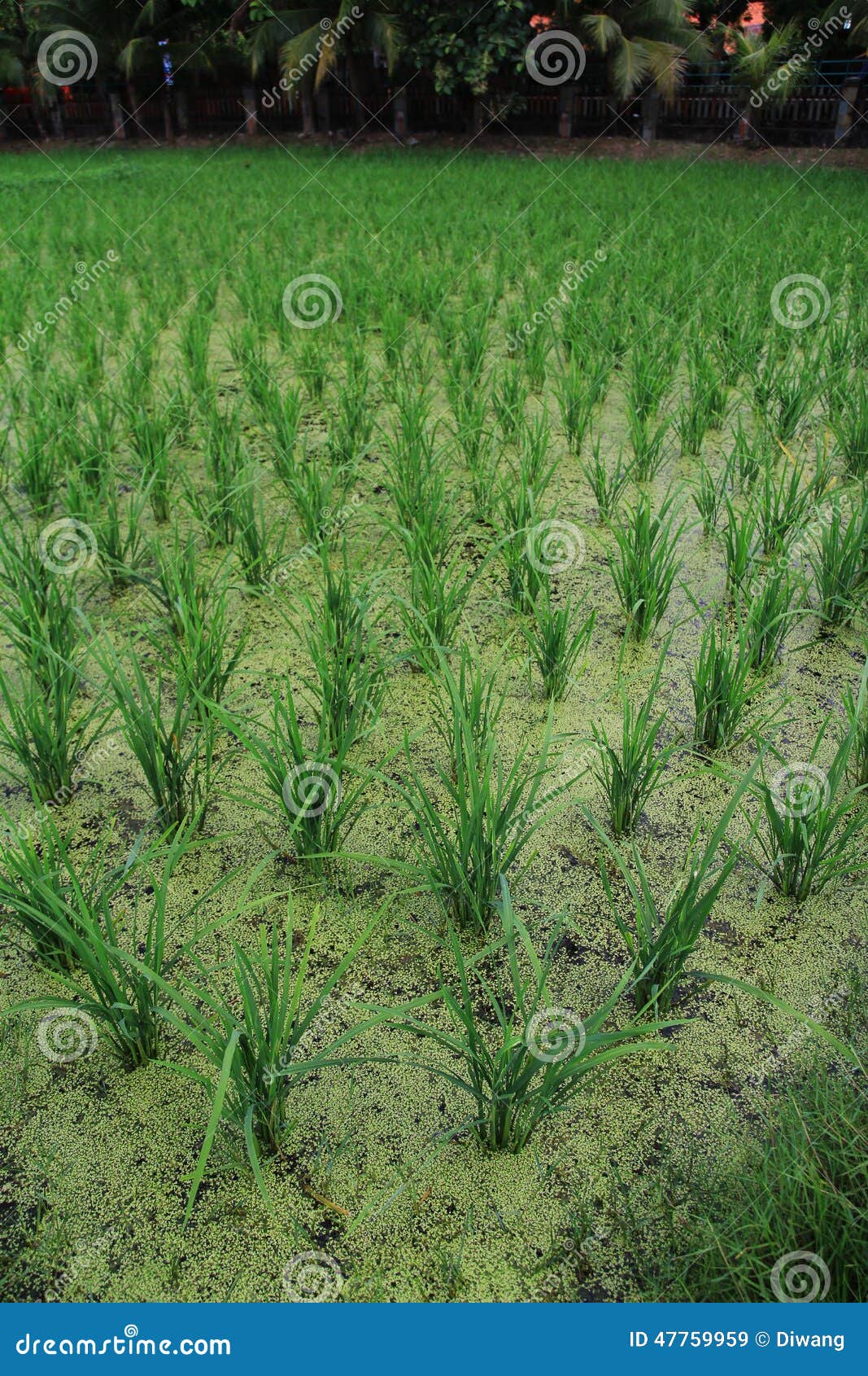 Rice Paddy Fields stock image. Image of fall, fields - 47759959