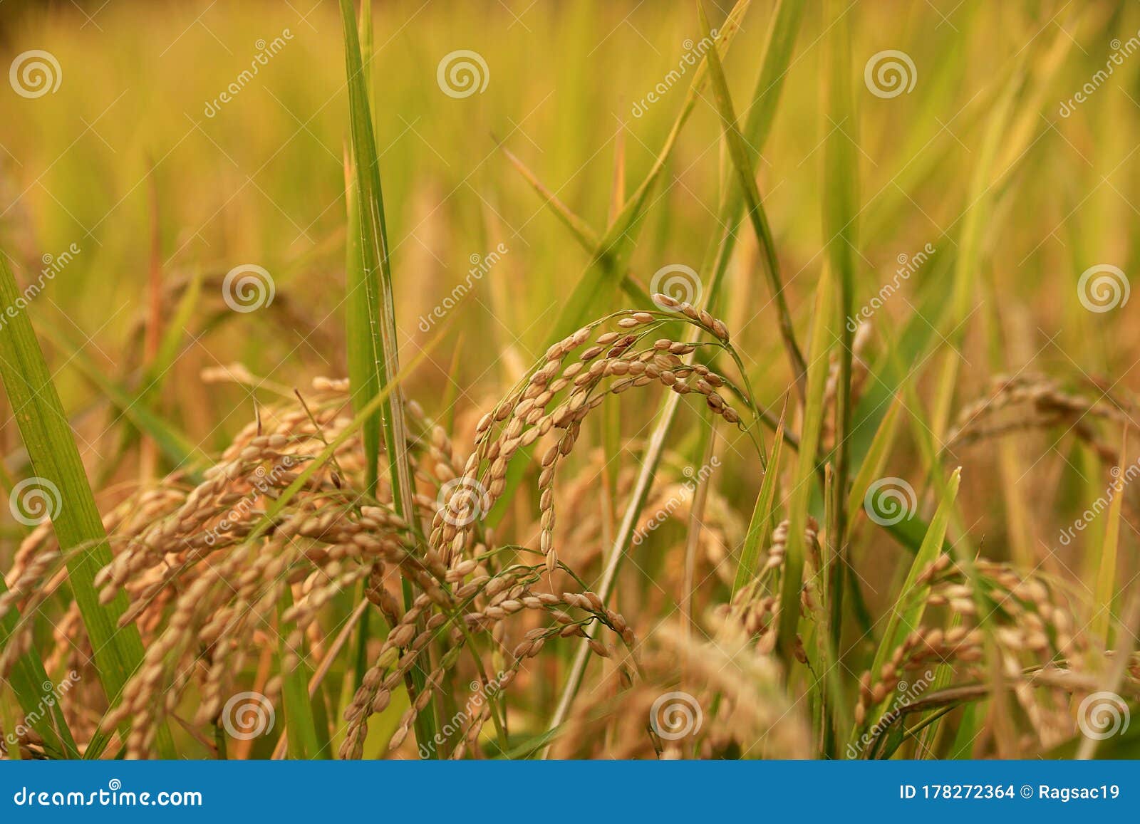 Rice Paddy with Grain- New Variety Stock Photo - Image of outdoor ...