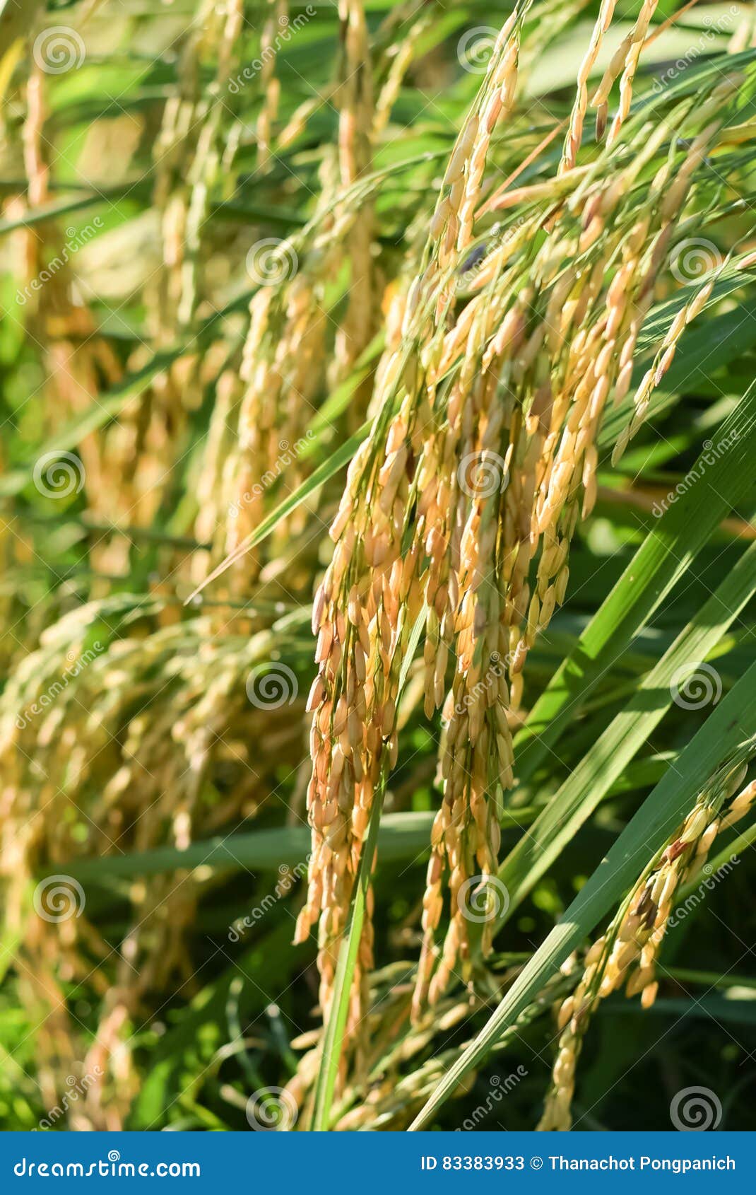 Rice paddy stock image. Image of ripe, chinese, farmer - 83383933