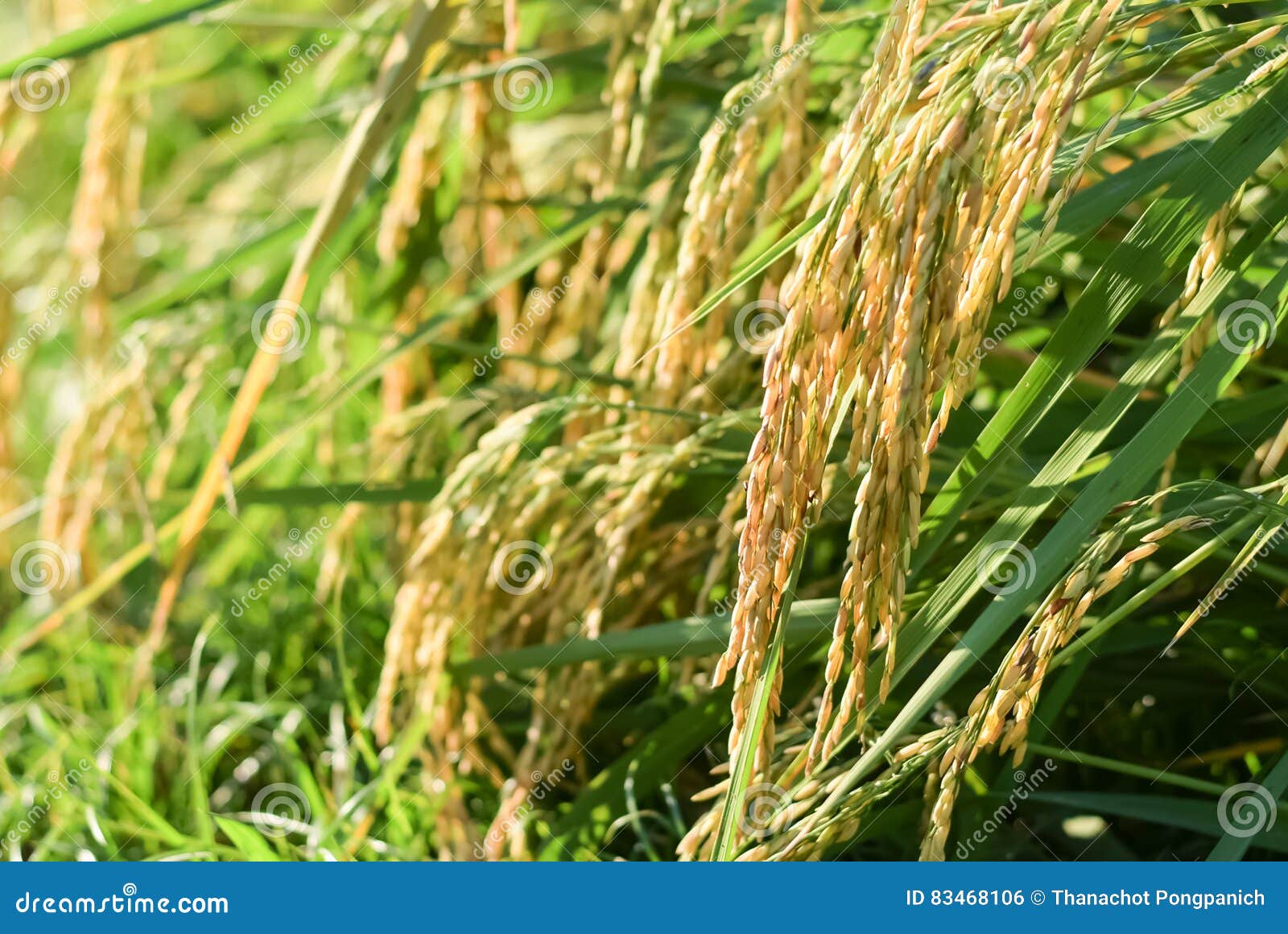 Rice paddy stock photo. Image of grain, natural, organic - 83468106