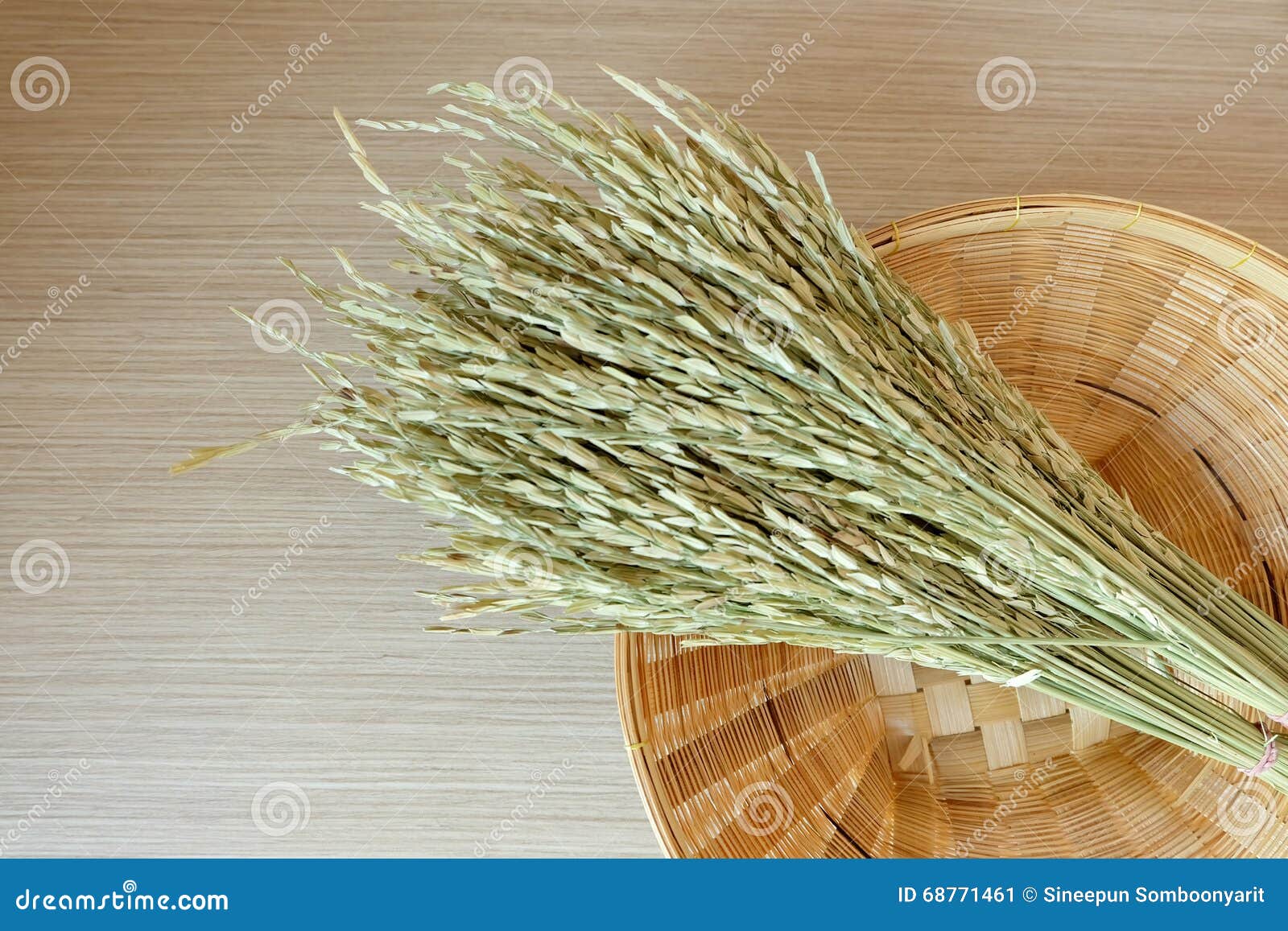 Rice paddy grain stock image. Image of paddy, seed, background - 68771461