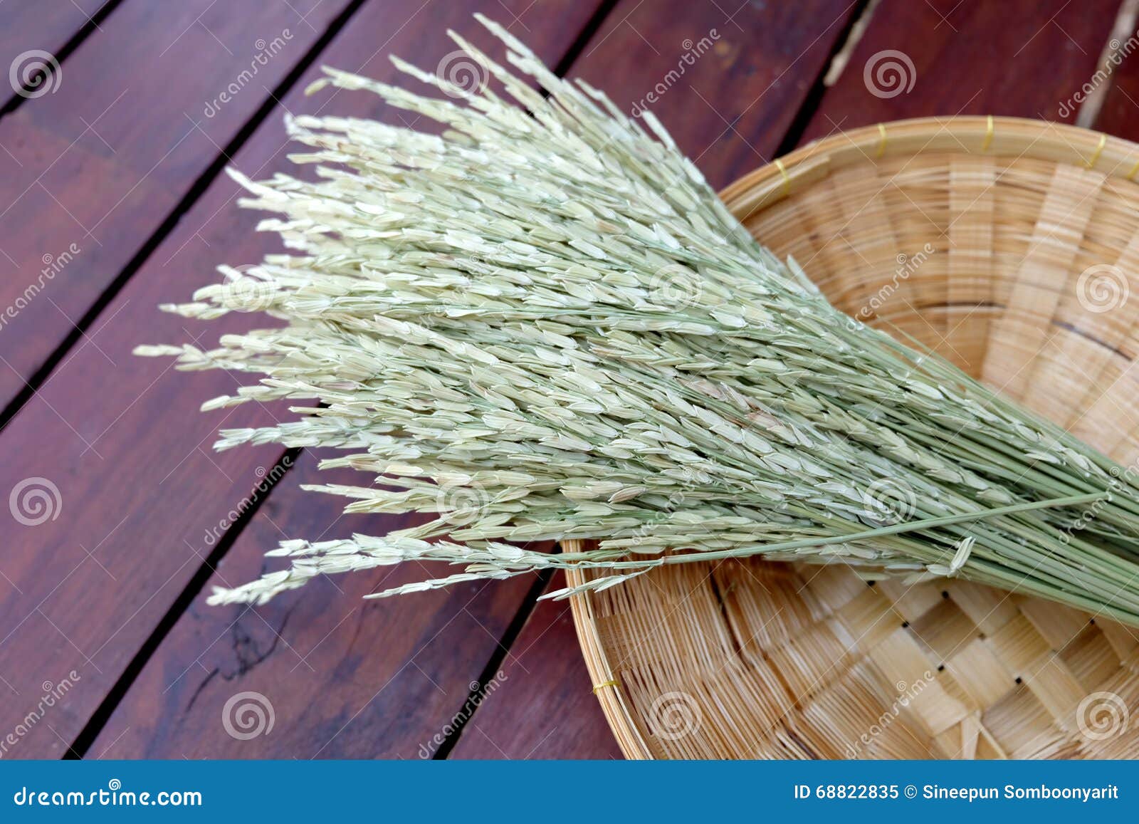Rice paddy grain stock image. Image of harvest, paddy - 68822835