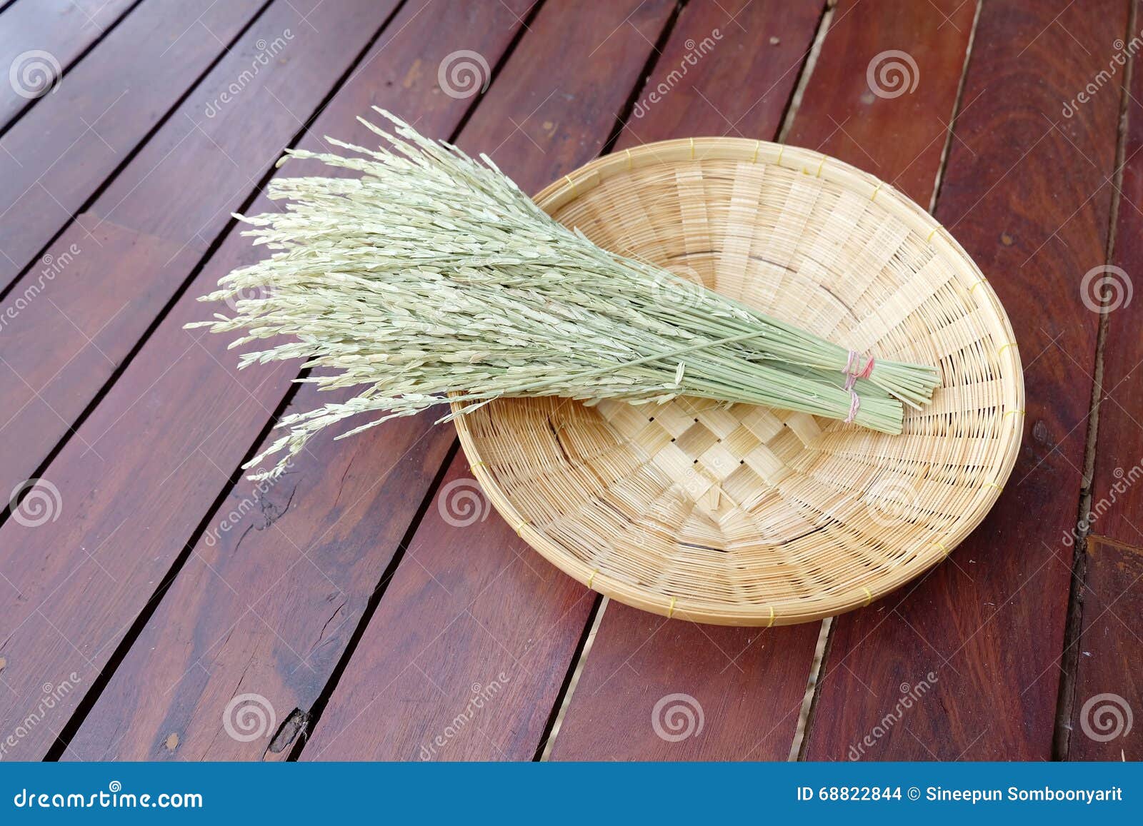 Rice paddy grain stock photo. Image of timber, plants - 68822844