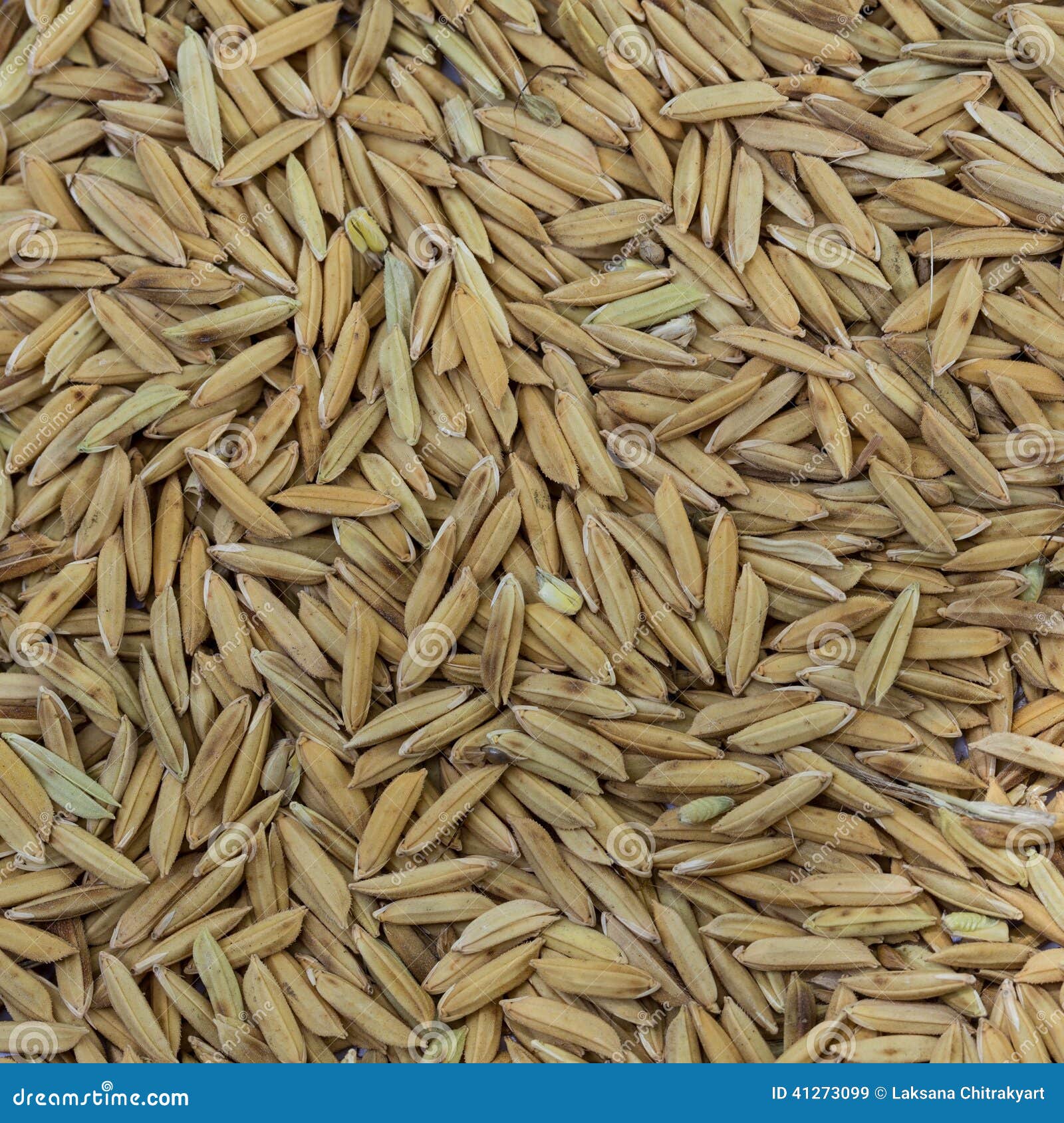 Rice Paddy Grains stock image. Image of rice, grain, farmer - 41273099