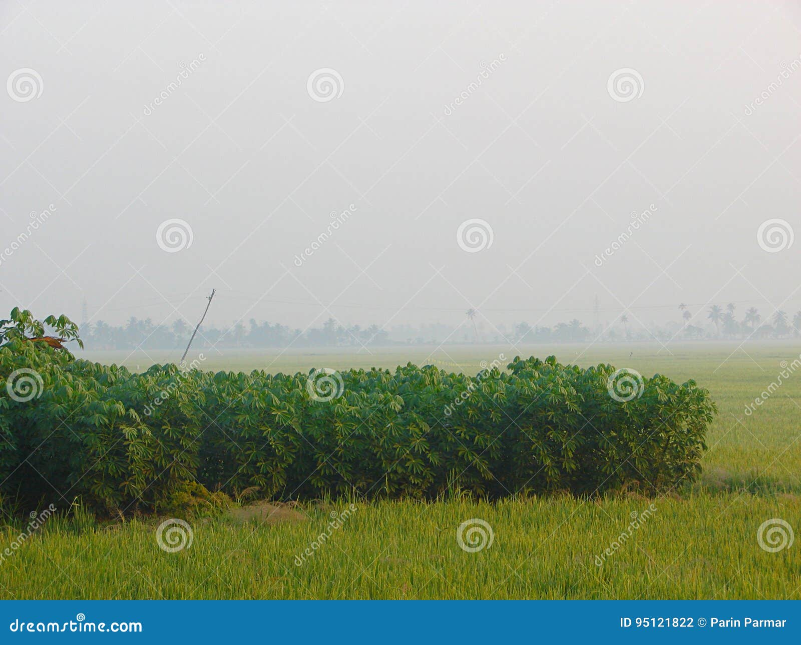 Rice Paddy - Greenery and Mist Stock Photo - Image of meadow, nature ...