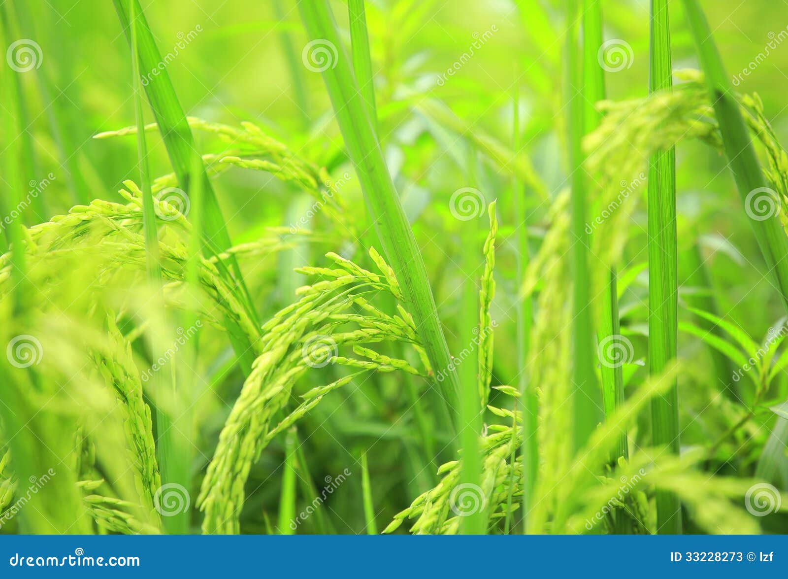 Rice paddy grow stock image. Image of china, green, organic - 33228273