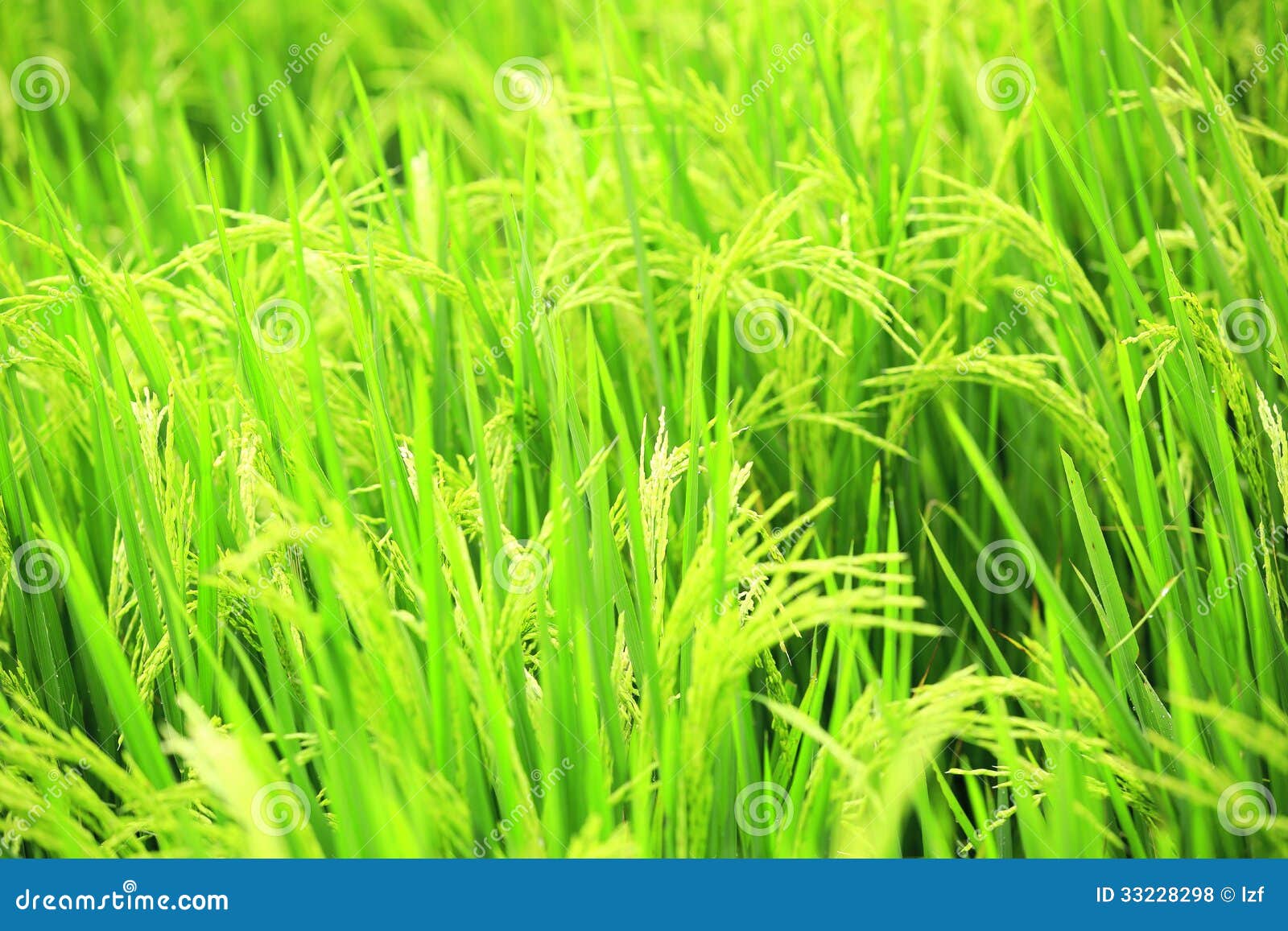 Rice paddy grow stock photo. Image of farmer, grain, leaves - 33228298