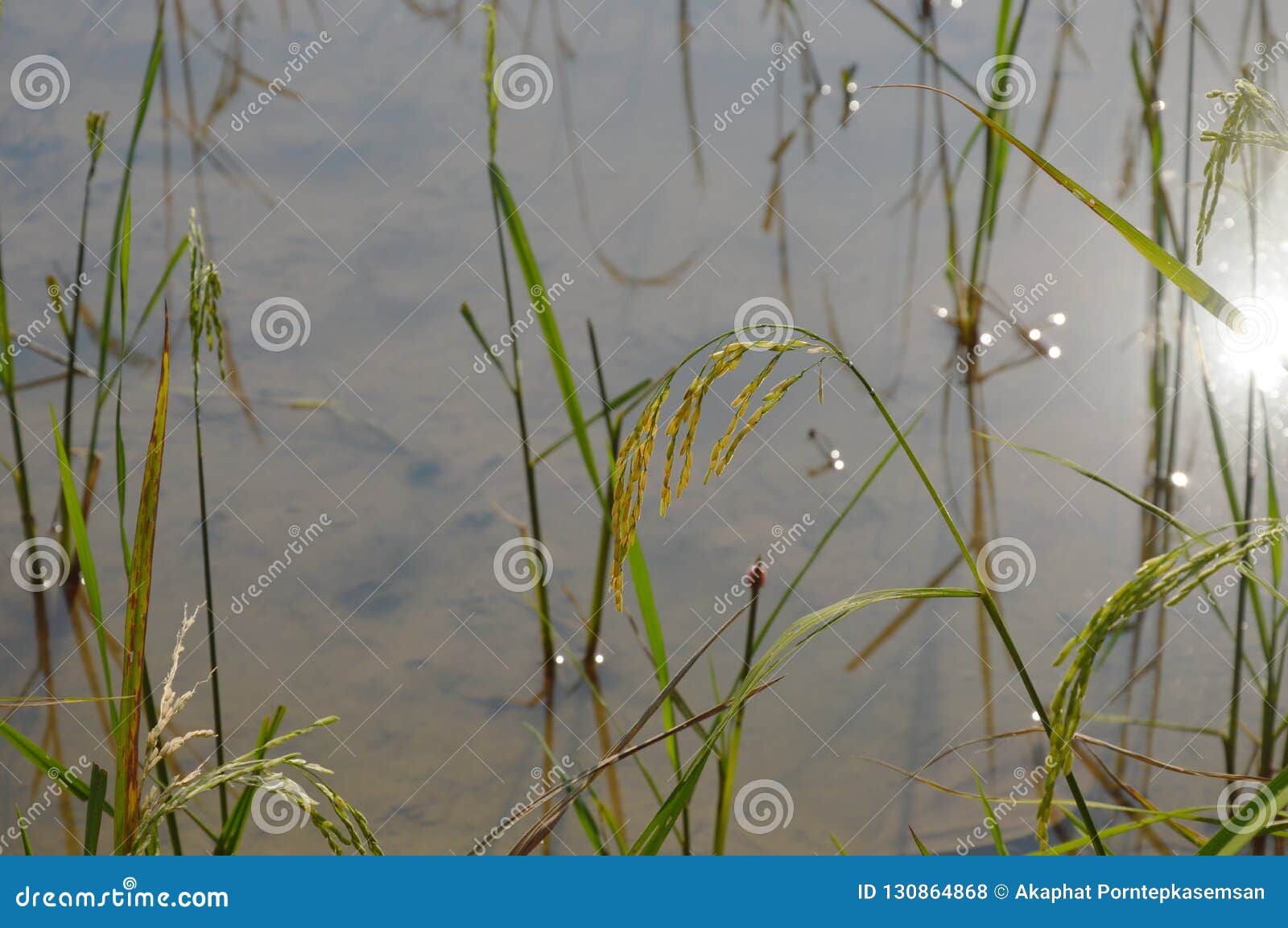 Rice Paddy Growing on Branch in Farm Thailand Stock Photo - Image of ...