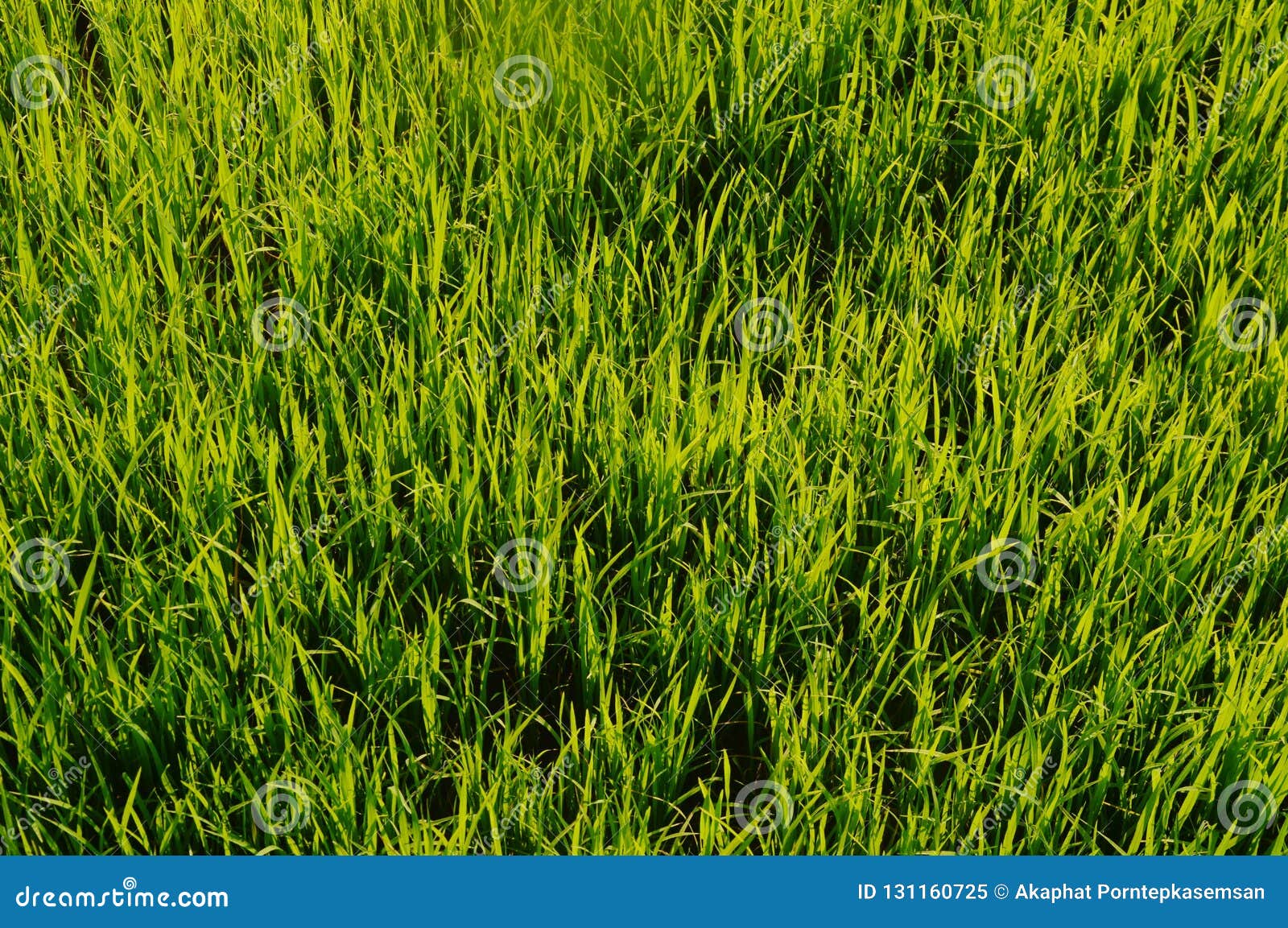 Rice Paddy Growing in Farm Thailand Stock Image - Image of paddy, chain ...
