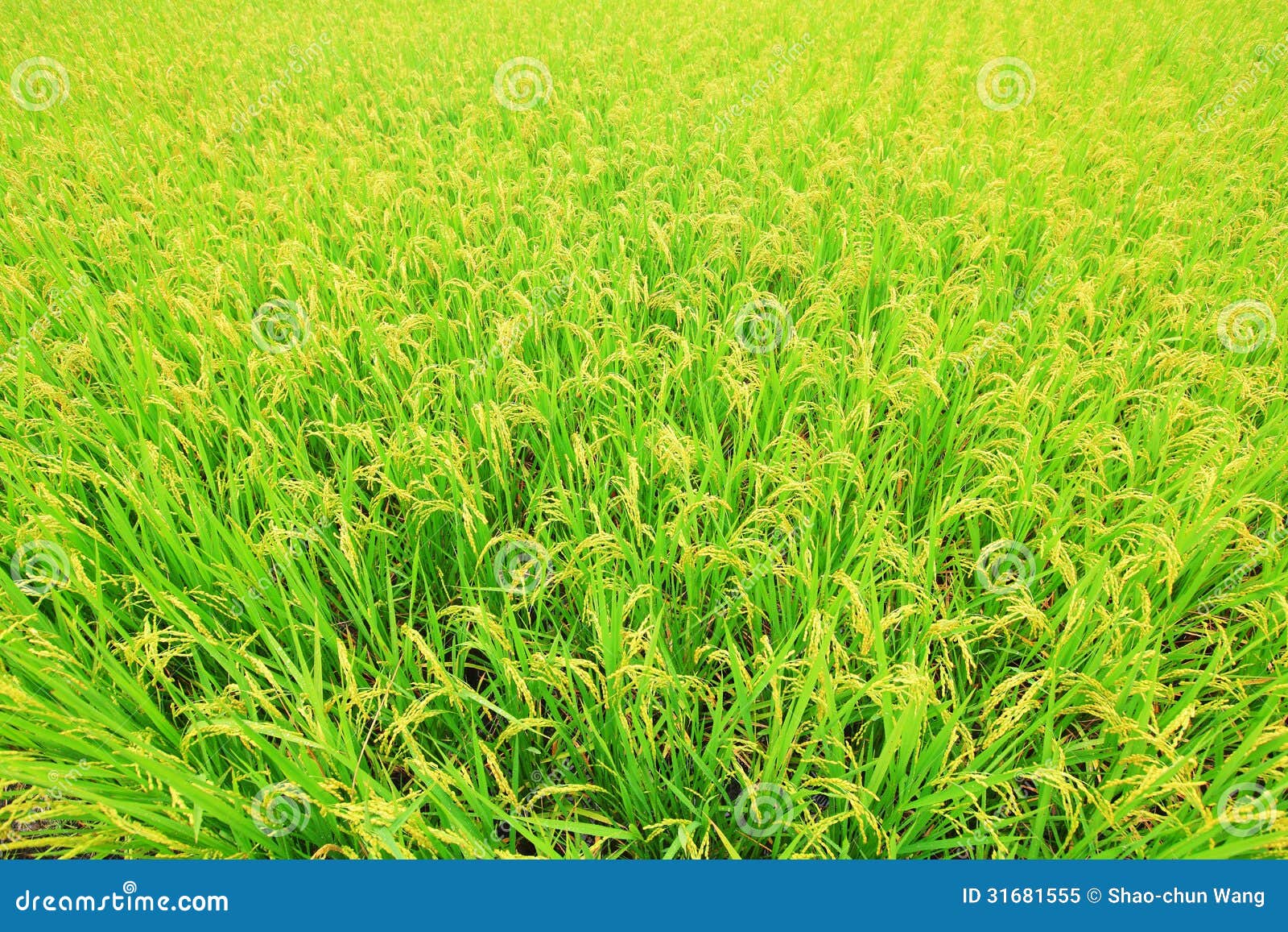 1,246 Autumn Rice Field Texture Photos - Free & Royalty-Free Stock ...
