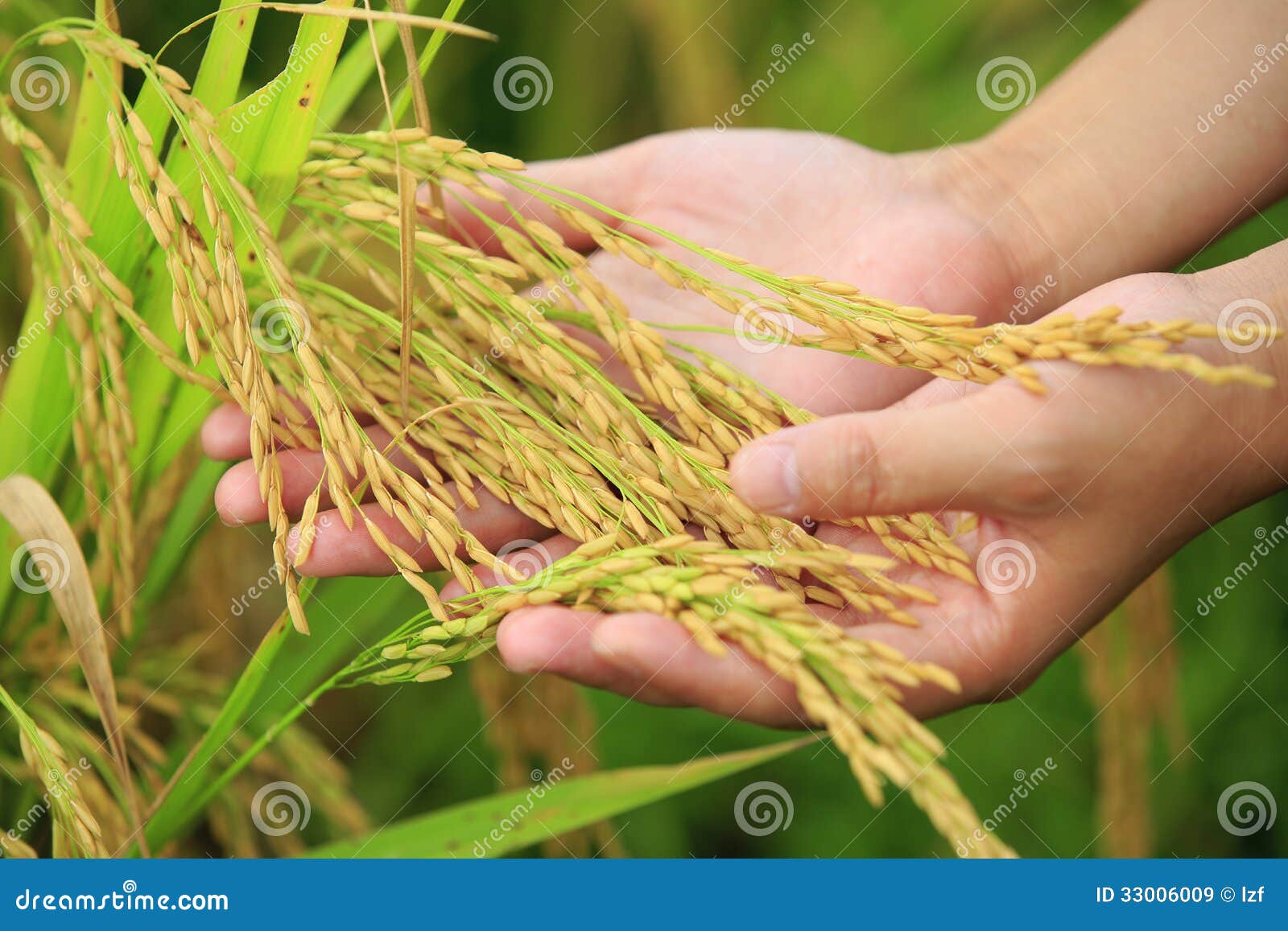 Rice paddy stock image. Image of agriculture, field, natural - 33006009