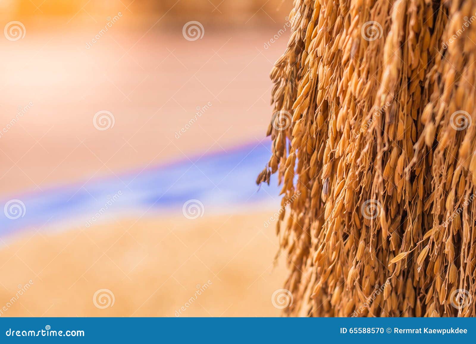 Rice paddy of hanging stock photo. Image of food, farmland - 65588570