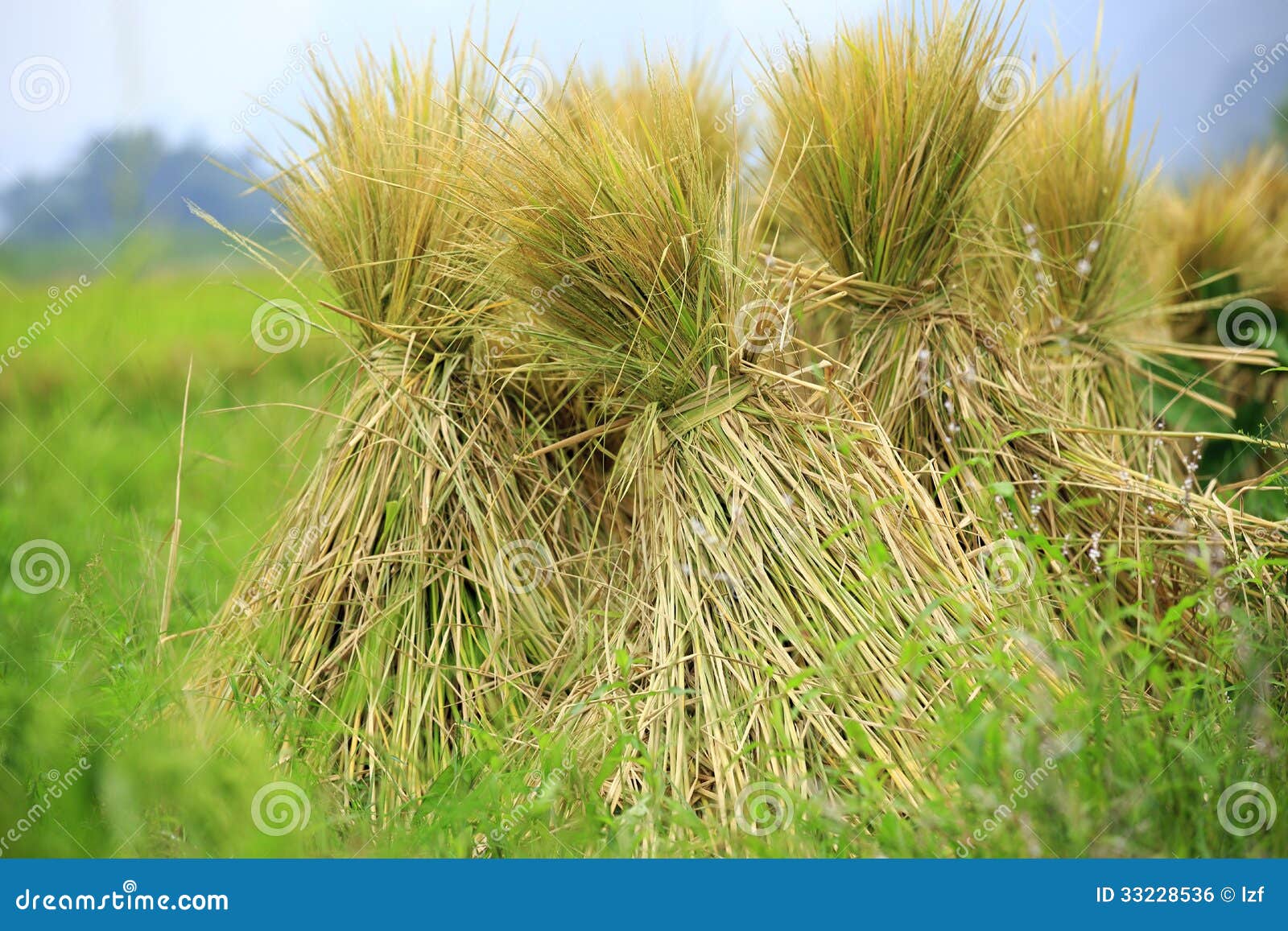 Rice paddy harvest stock photo. Image of grass, beautiful - 33228536