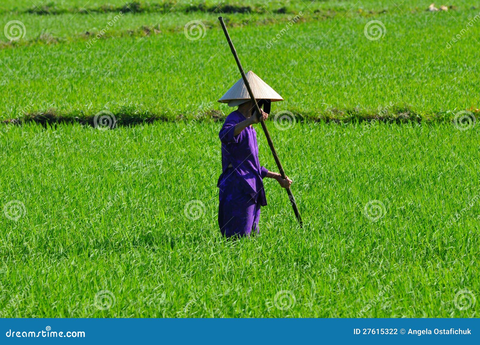 Rice paddy Harvester editorial photography. Image of food - 27615322