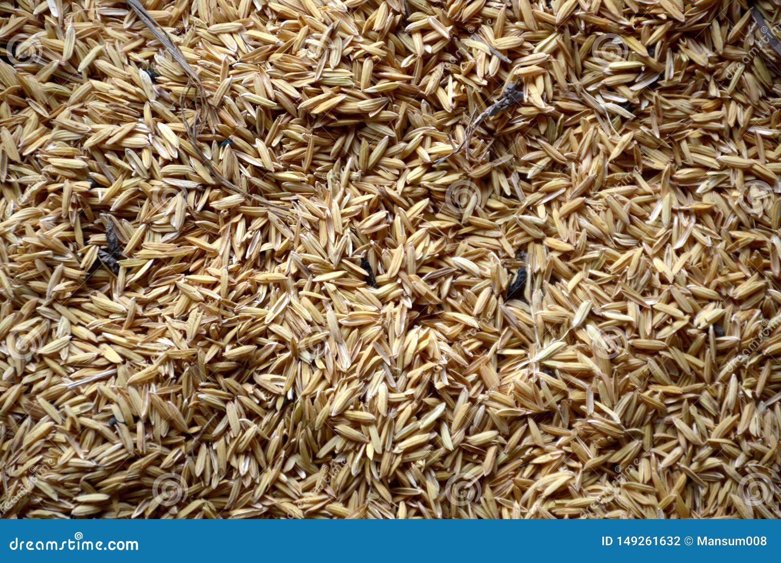Rice paddy husk texture stock photo. Image of texture - 149261632