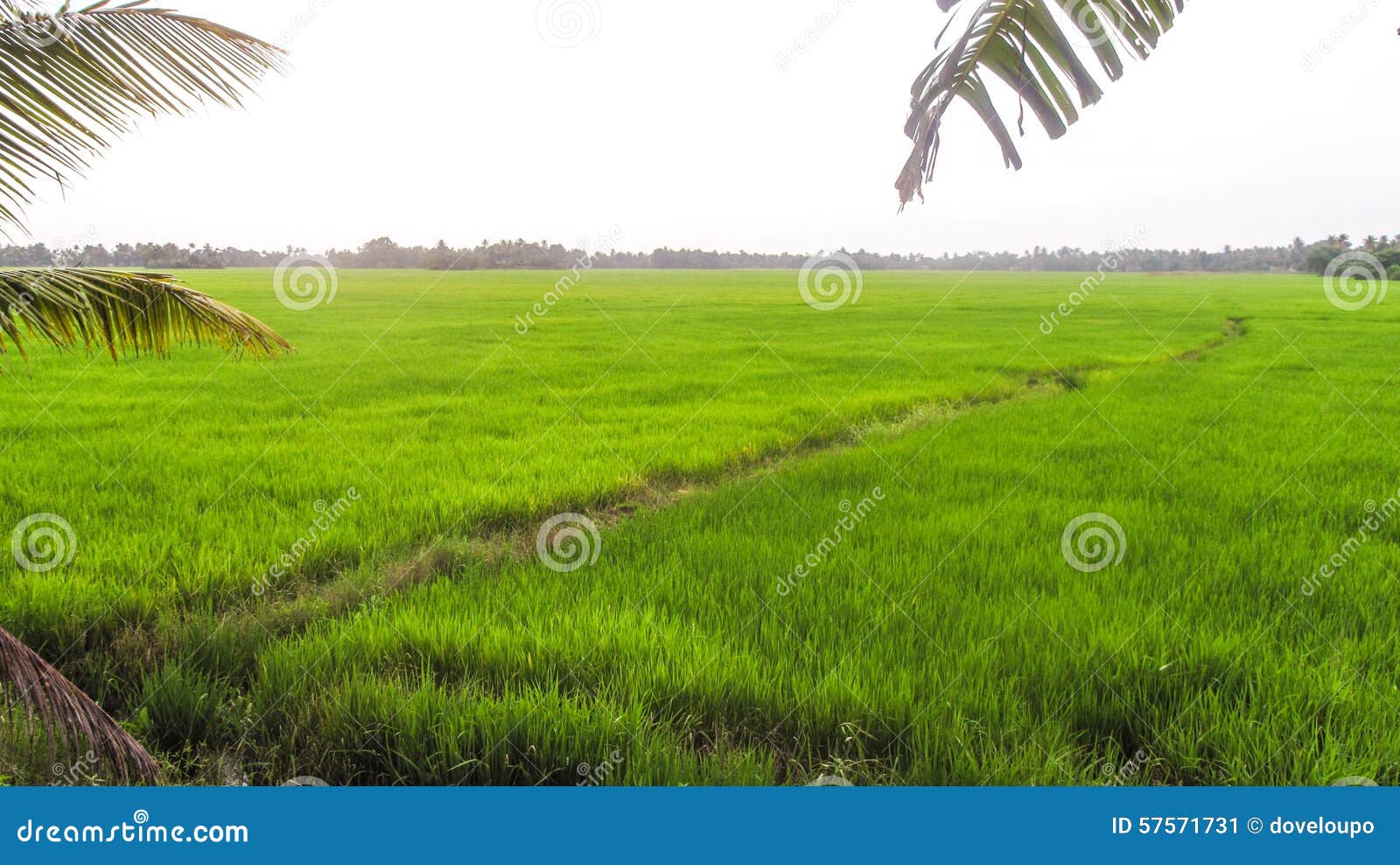 Rice Paddy India stock image. Image of india, farm, farming - 57571731