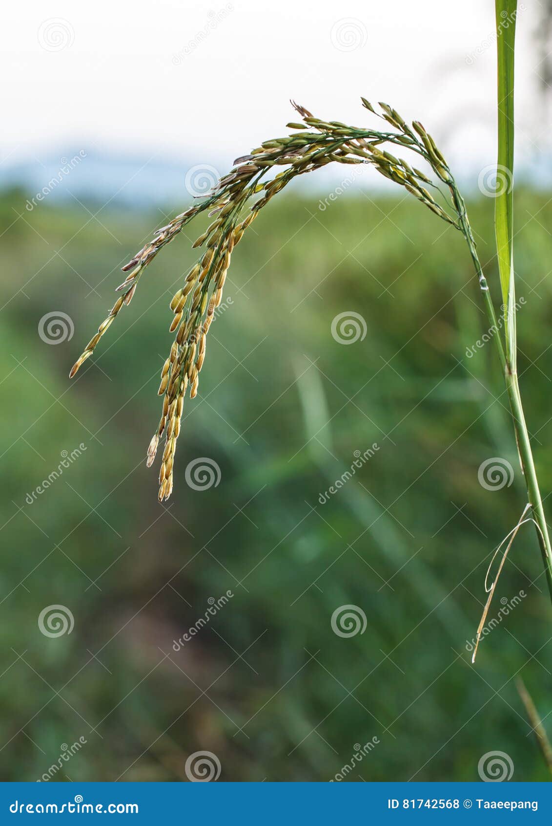 Rice paddy stock photo. Image of leaf, harvest, grain - 81742568
