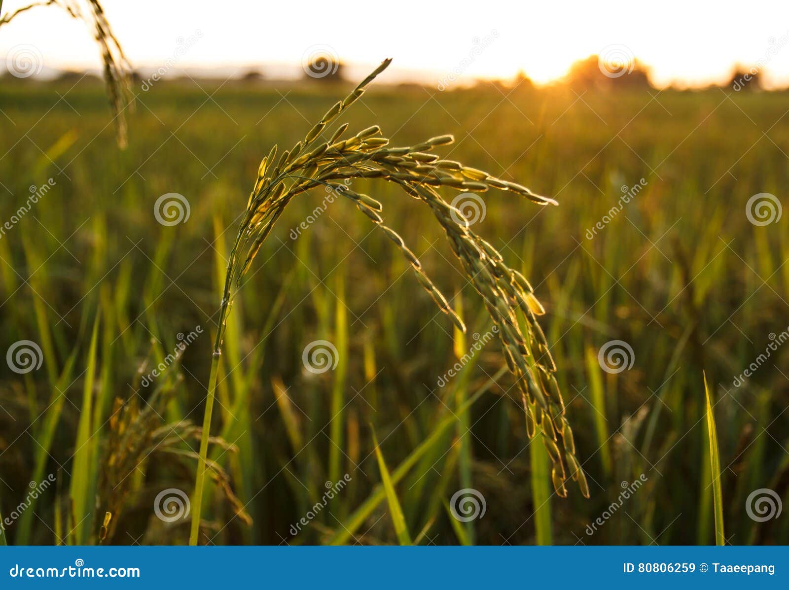 Rice Paddy with Morning Sun Light Stock Image - Image of fresh ...