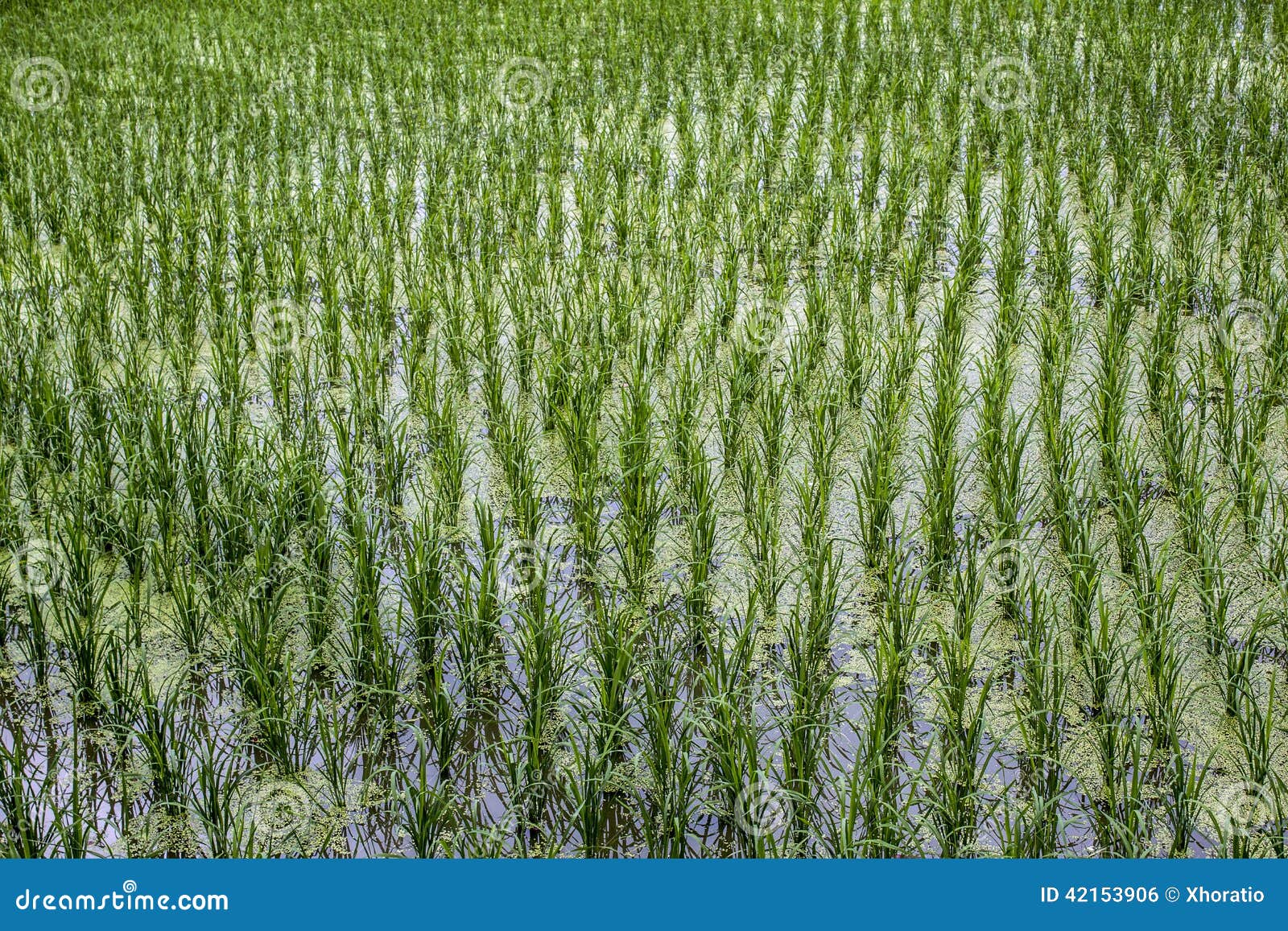 Rice paddy stock photo. Image of environment, environmental - 42153906