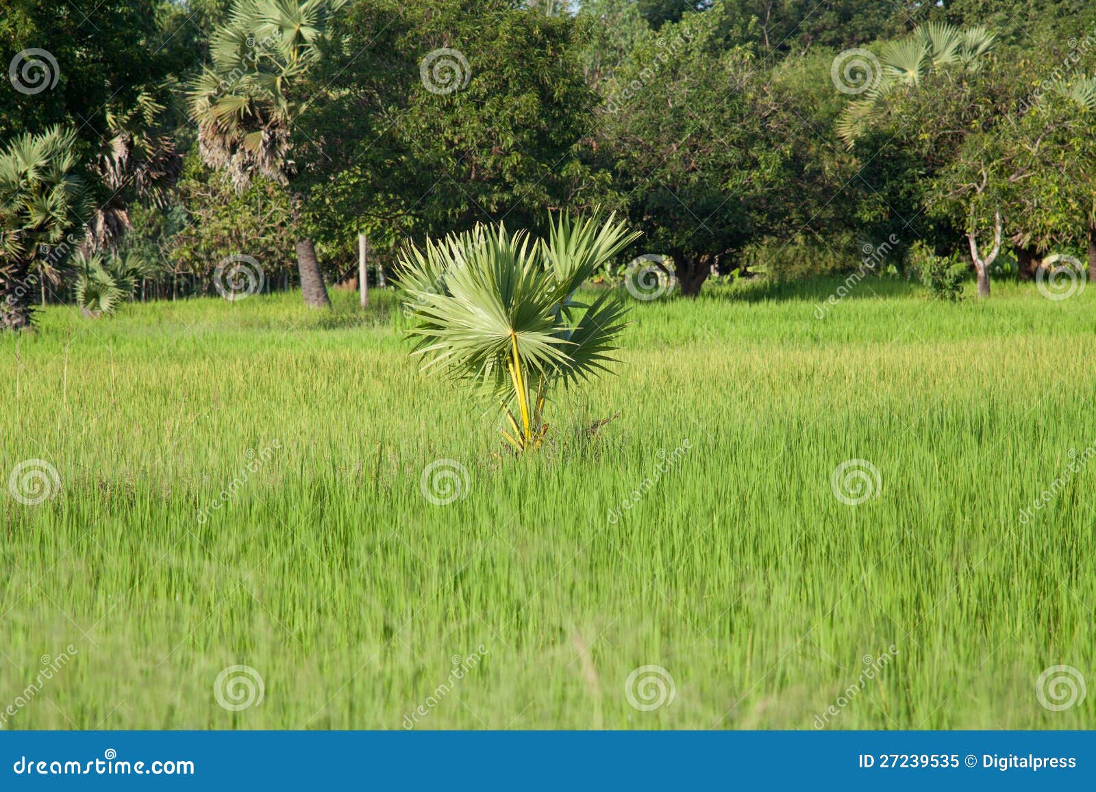 Rice Paddy With Palm Tree Stock Image Image Of Palm 27239535