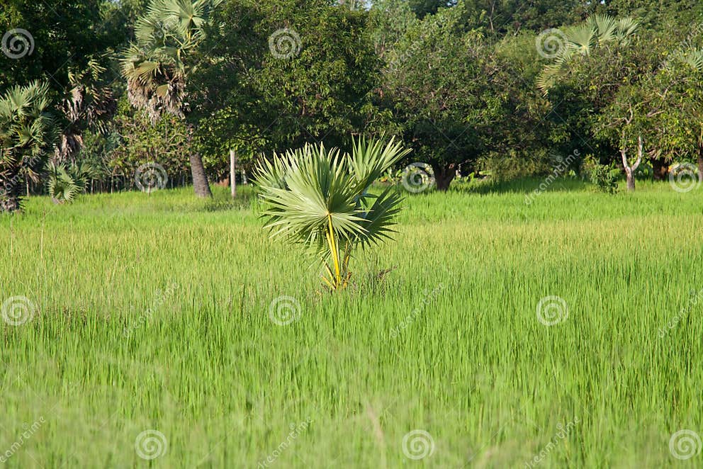 Rice paddy with palm tree stock image. Image of palm - 27239535