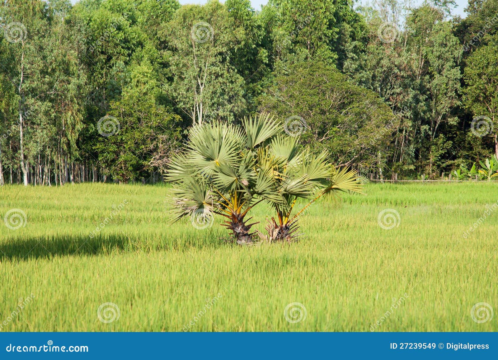 Rice paddy with palm tree stock image. Image of palmtree - 27239549