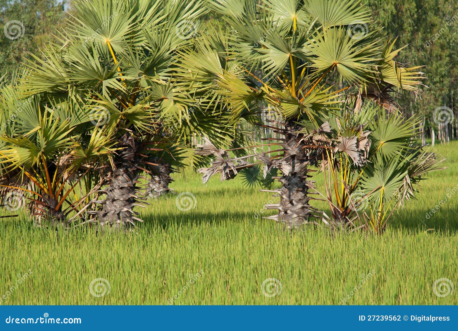Rice paddy with palm tree stock photo. Image of green - 27239562