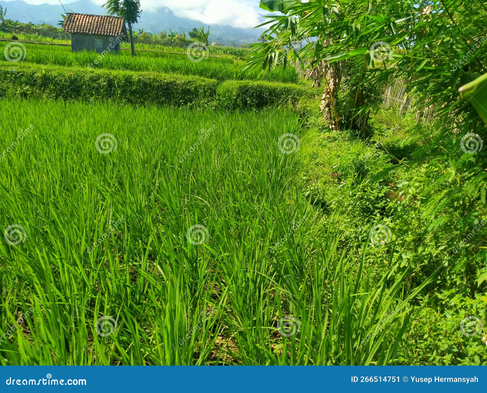 Rice paddy plant stock image. Image of palawija, plants - 266514751